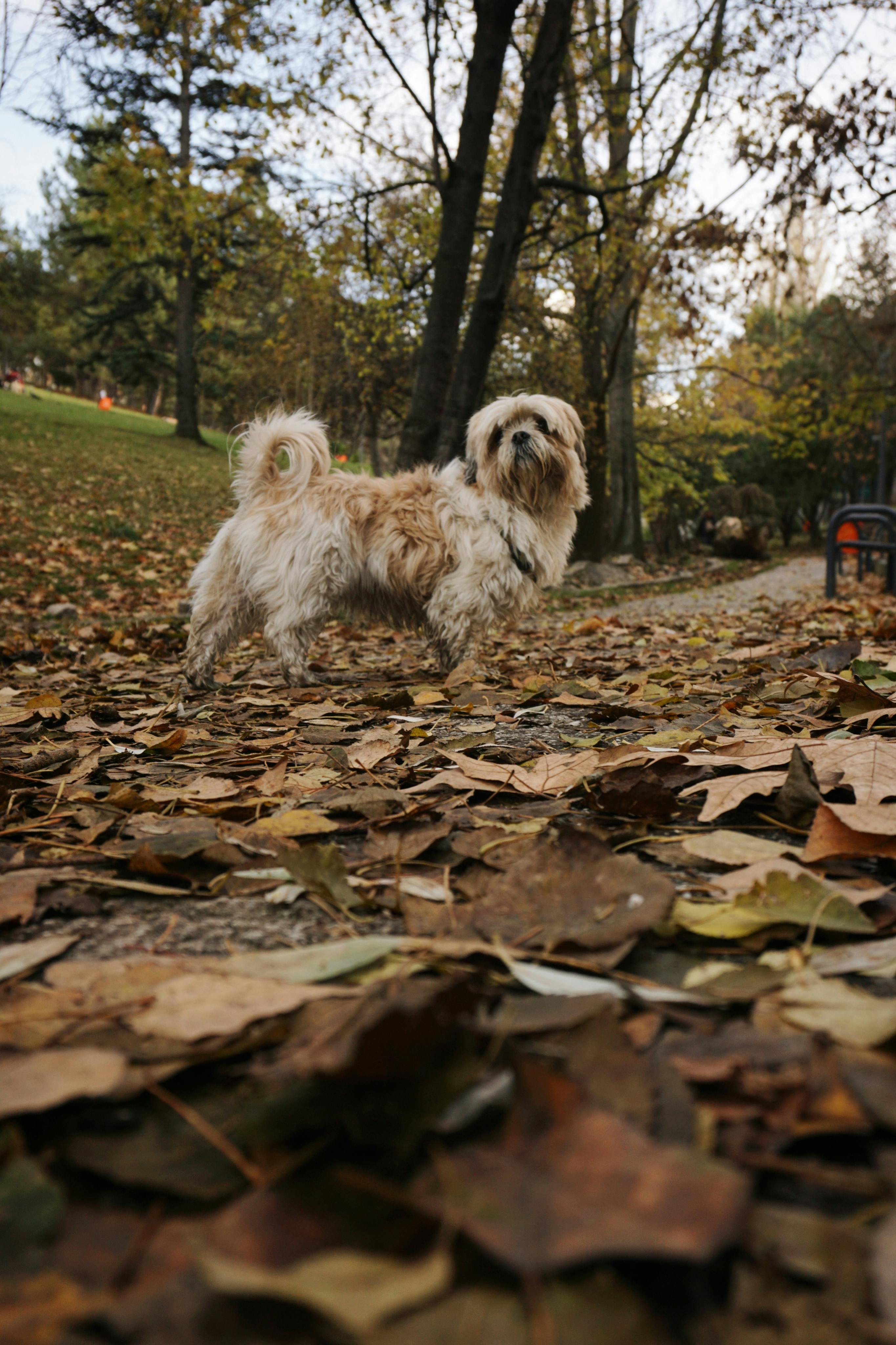Dog on Path Covered with Autumnal Leaves · Free Stock Photo