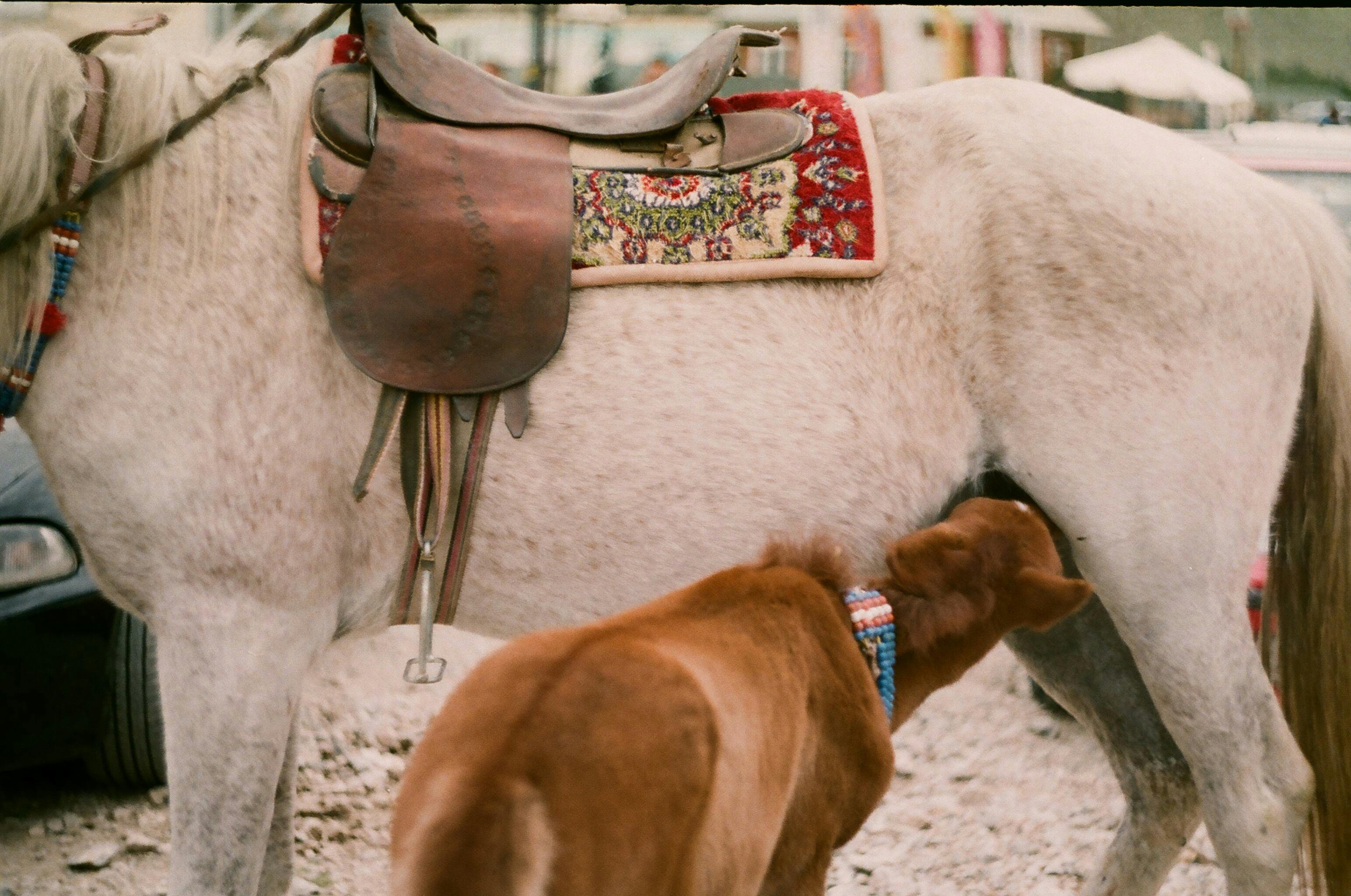 A Mare with a Saddle Feeding a Foal · Free Stock Photo