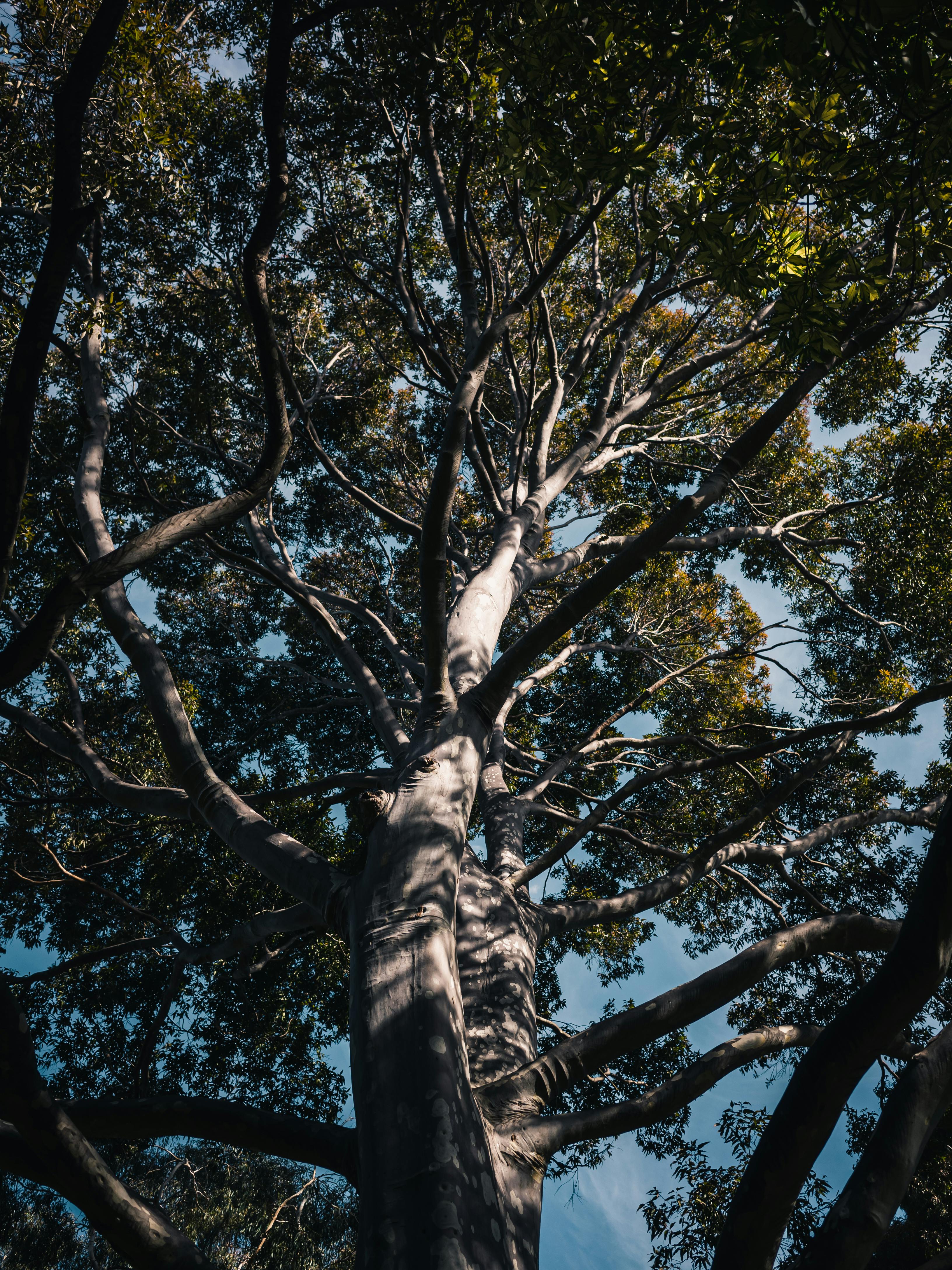 Tree Trunk and Branches Hidden Under the Crown · Free Stock Photo