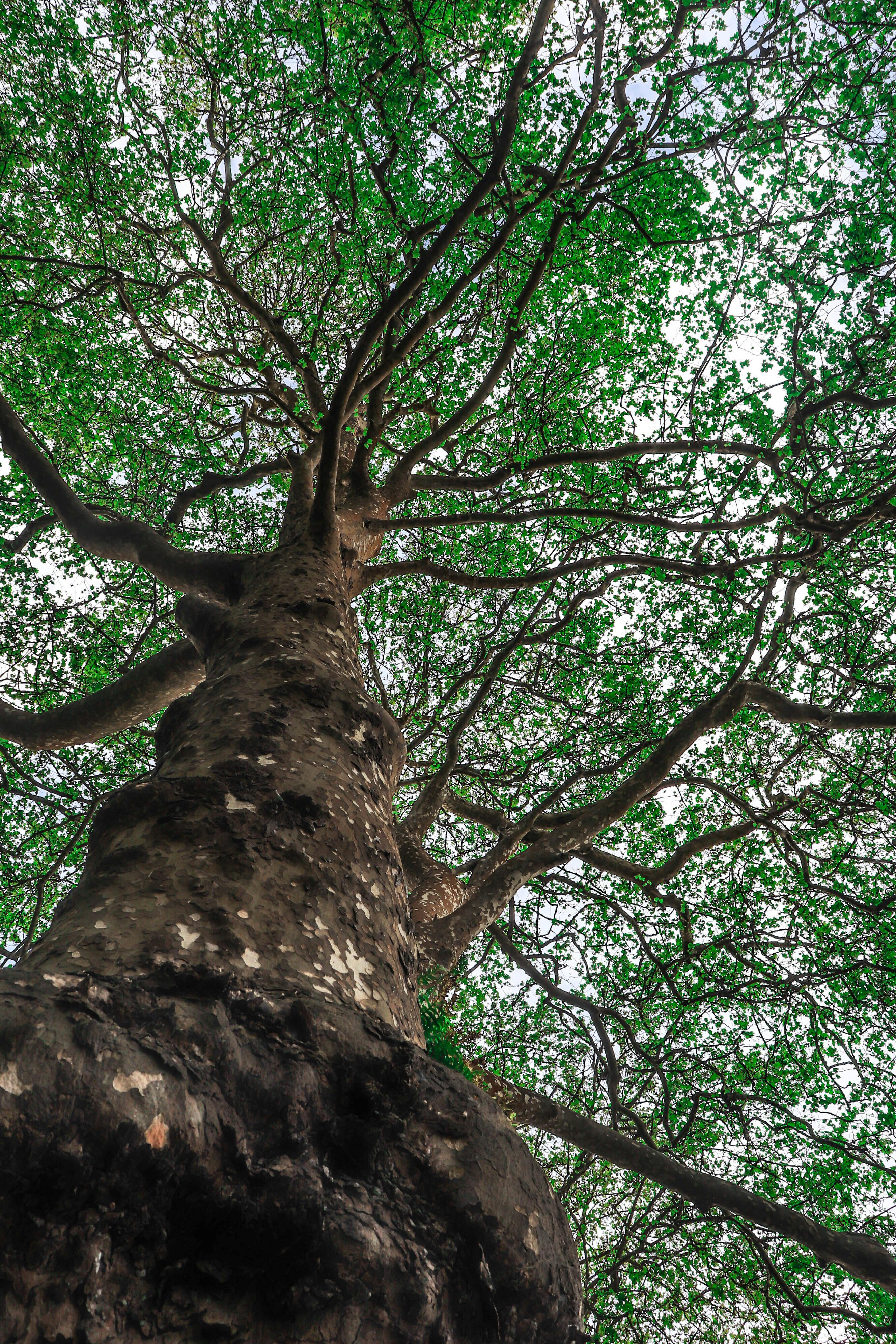 Low Angle Photography of Trees · Free Stock Photo