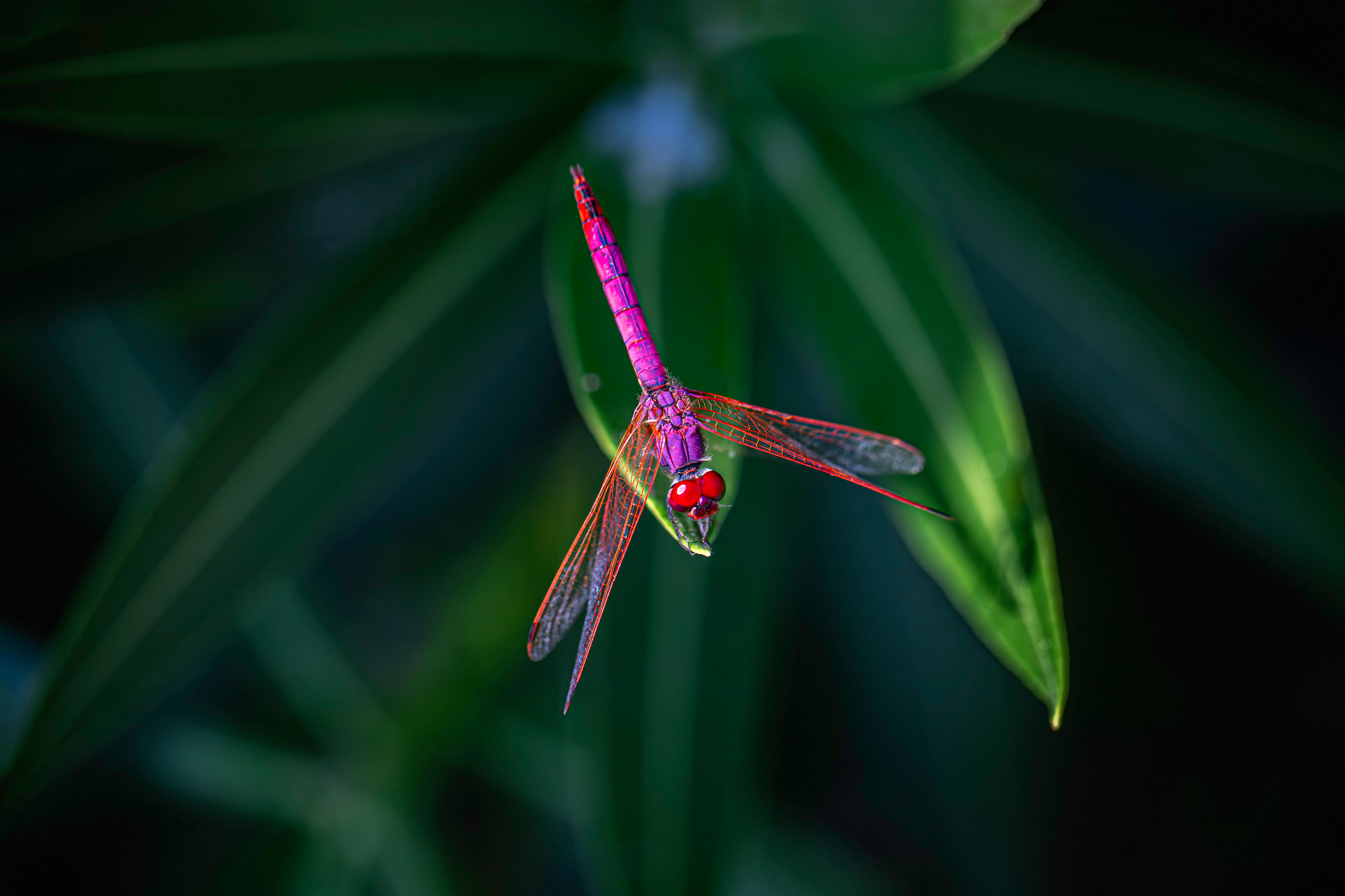 50 000+ Libellule Rose banque d’images et photos libres de droit ...