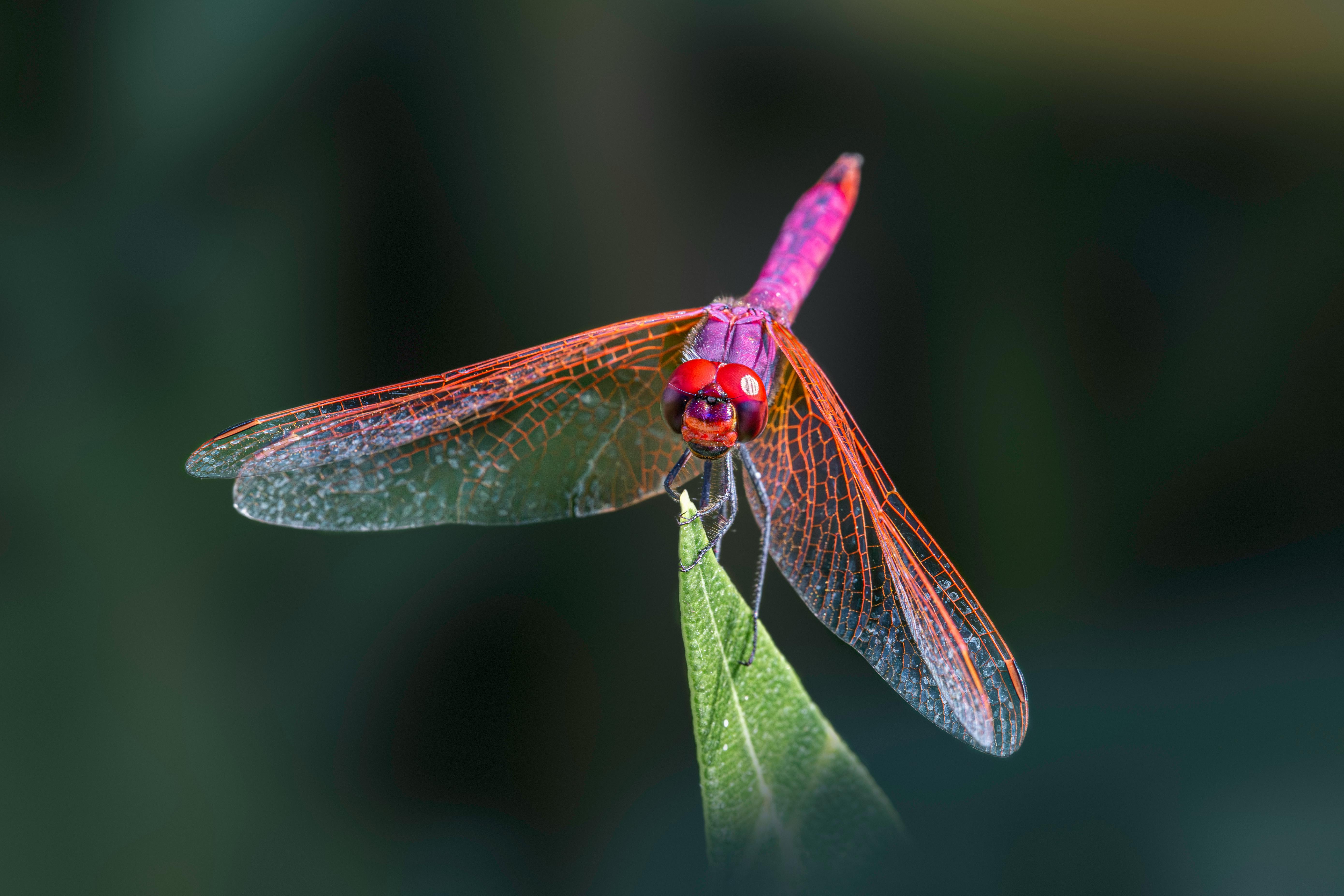 Underwaternwelding Dropwing Photos, Download The BEST Free ...