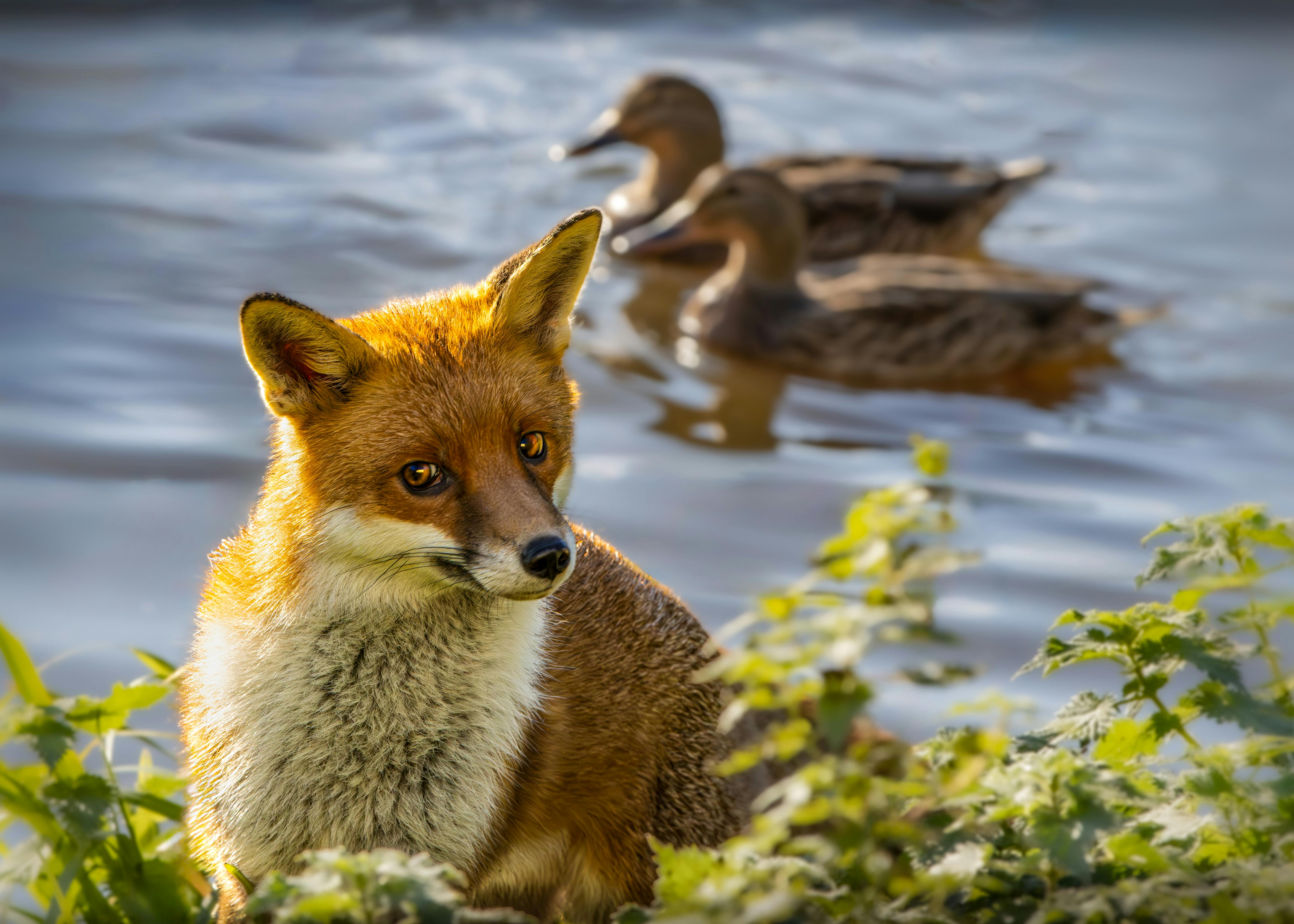 Fox and Ducks · Free Stock Photo