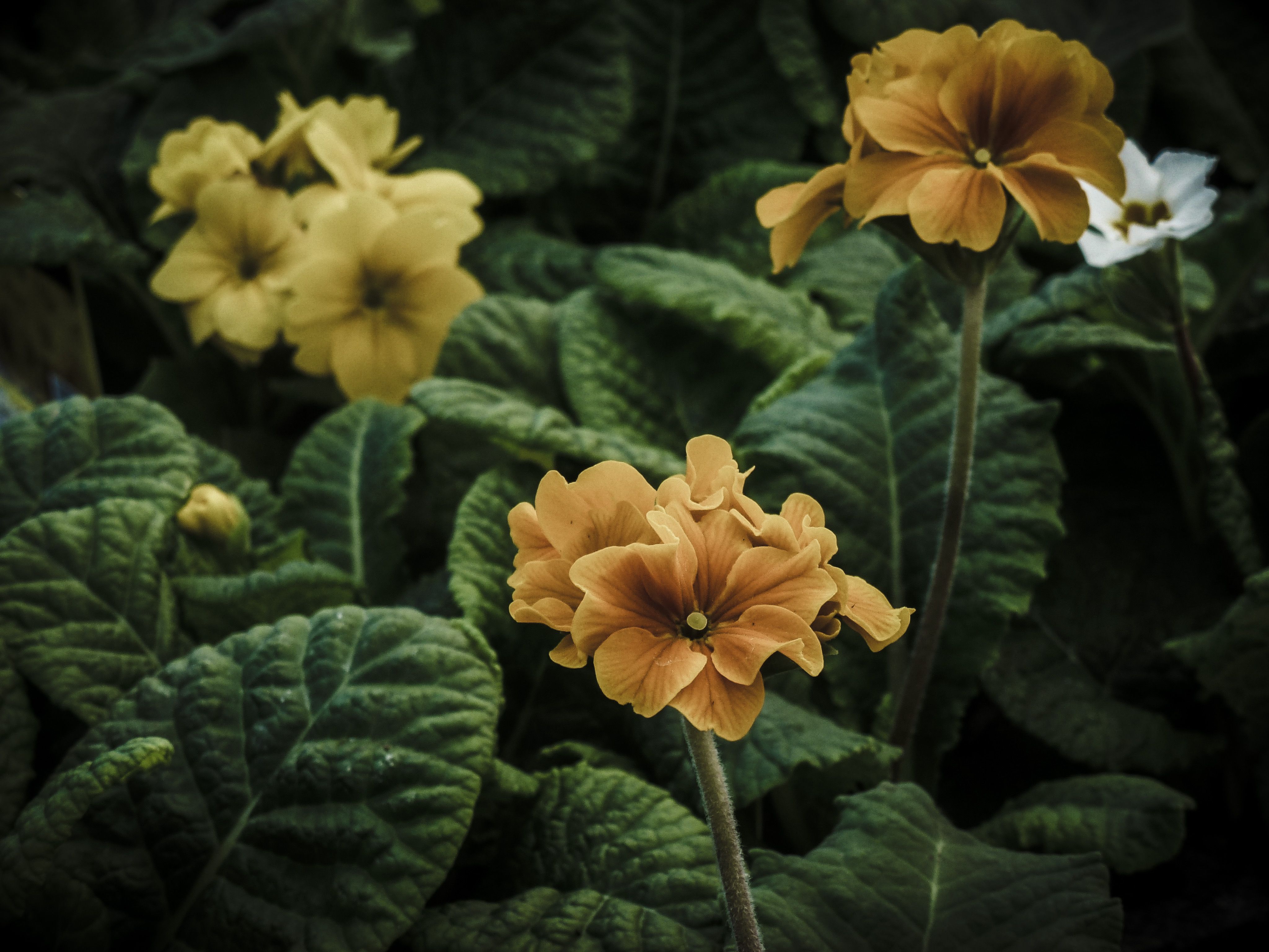 Blooming Flowers Between Leaves · Free Stock Photo