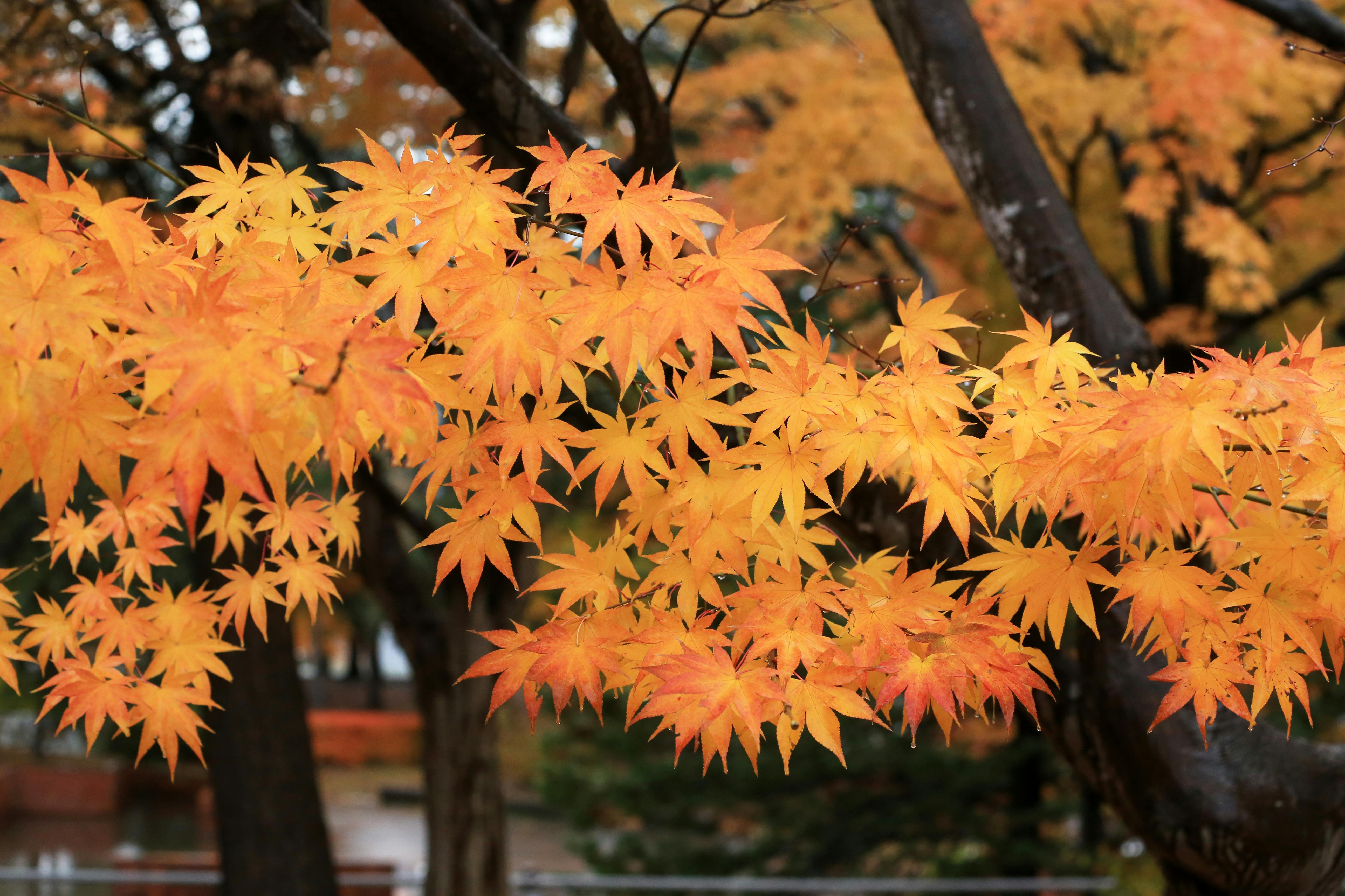 Rain Nostalgia Photos, Download The BEST Free Rain Nostalgia Stock ...