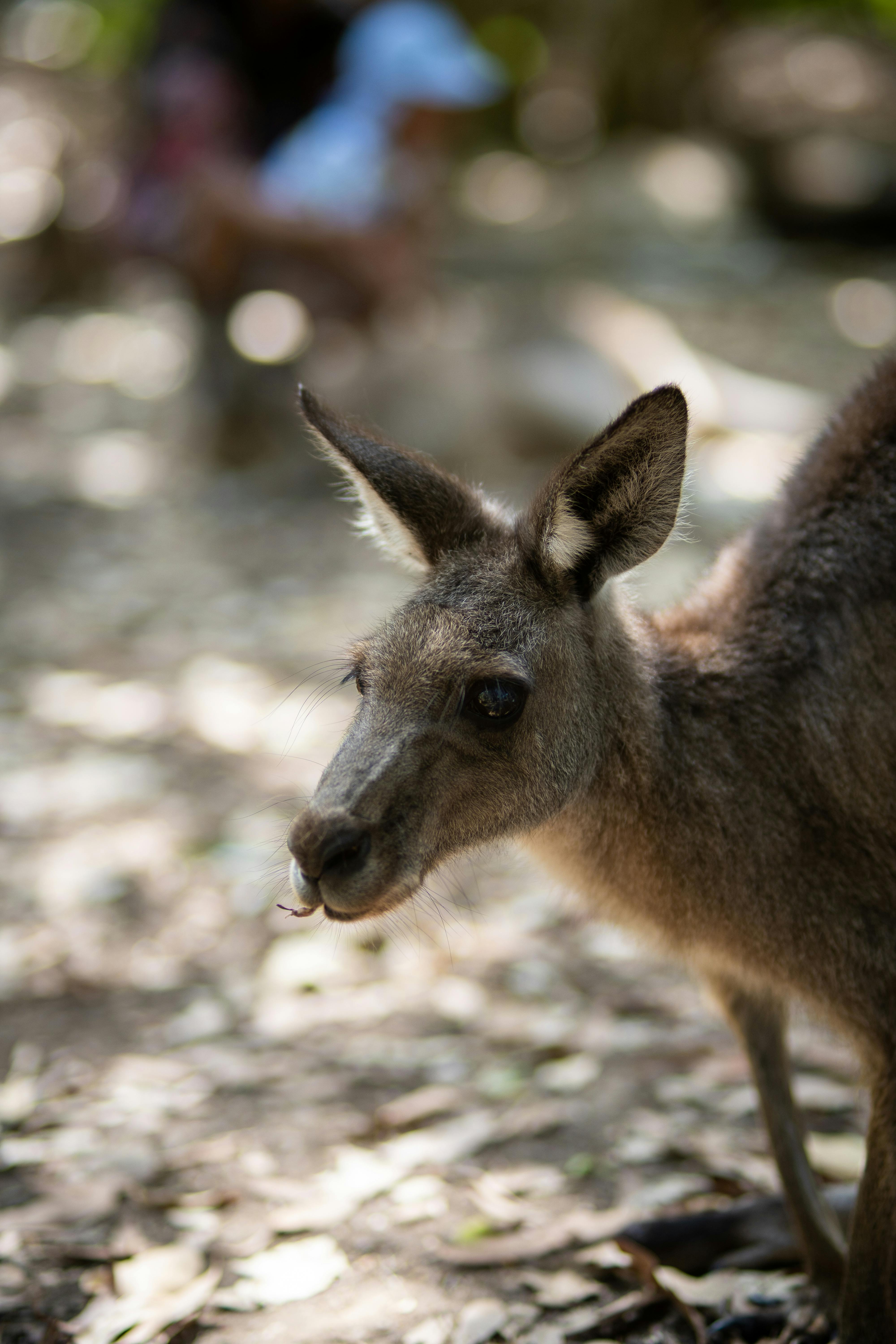 Aussie Photos, Download The BEST Free Aussie Stock Photos & HD Images