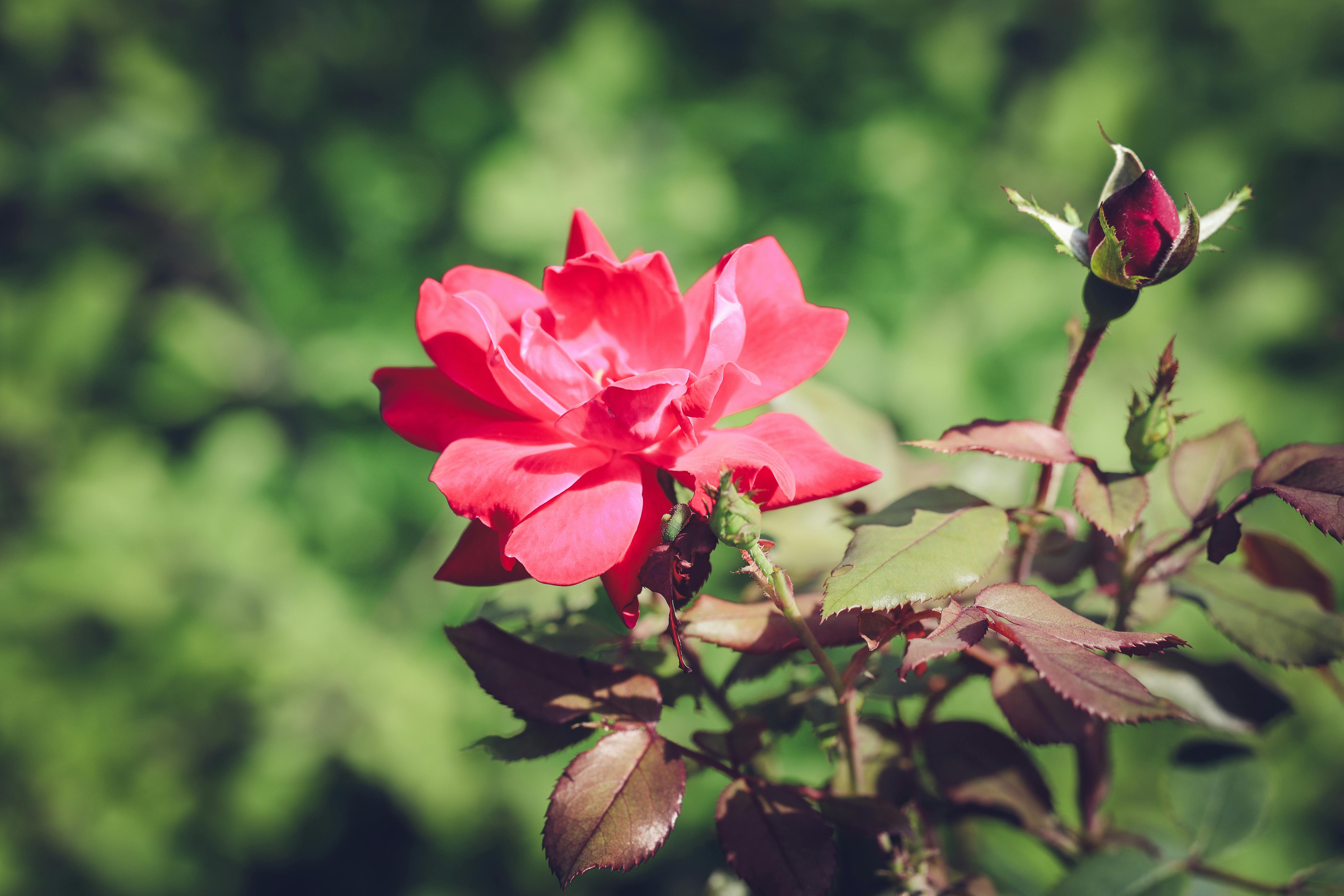 Flower Planting Photos, Download The BEST Free Flower Planting Stock ...