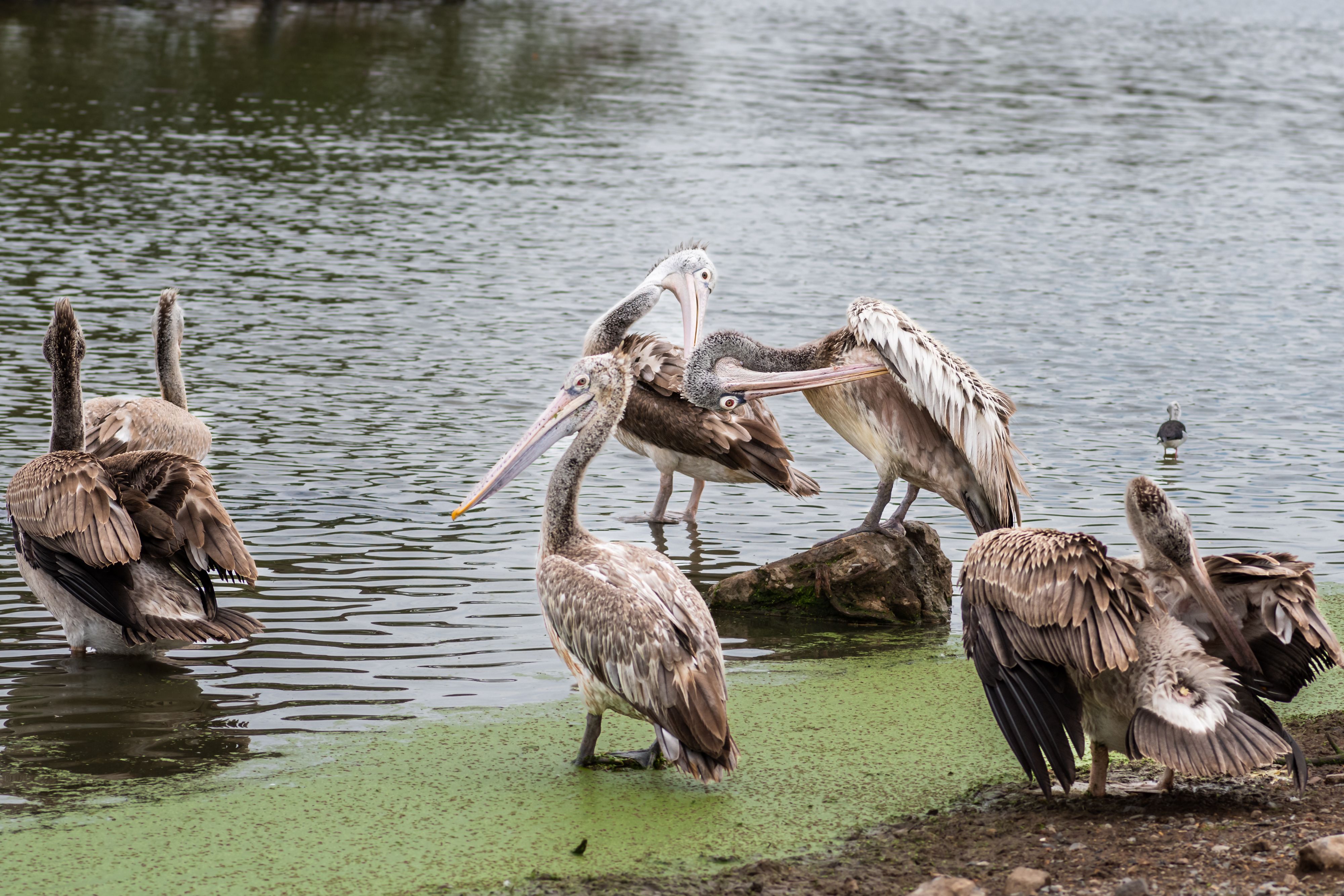 Herbivorous Birds Photos, Download The BEST Free Herbivorous Birds ...