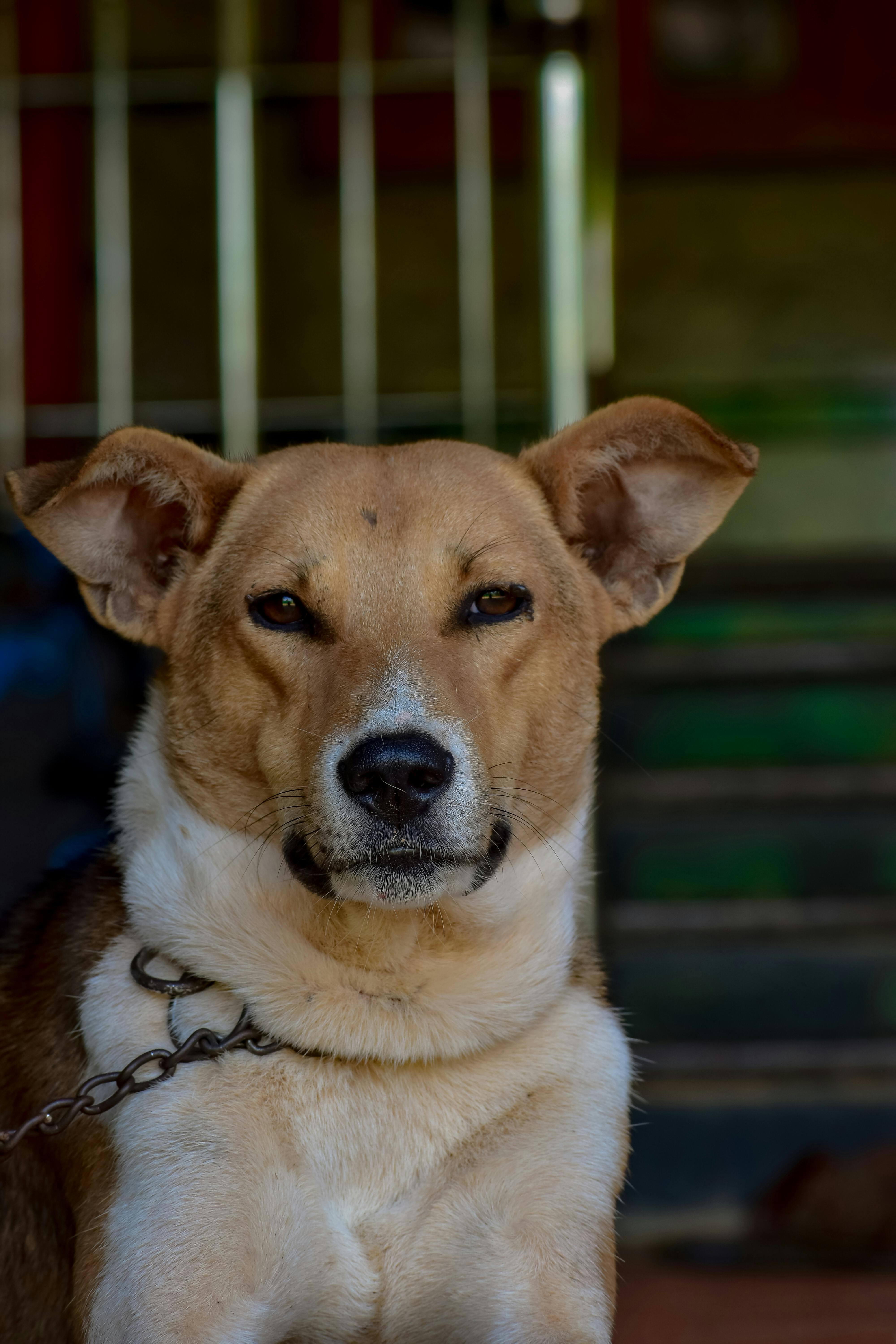 Close up of Dog Head · Free Stock Photo