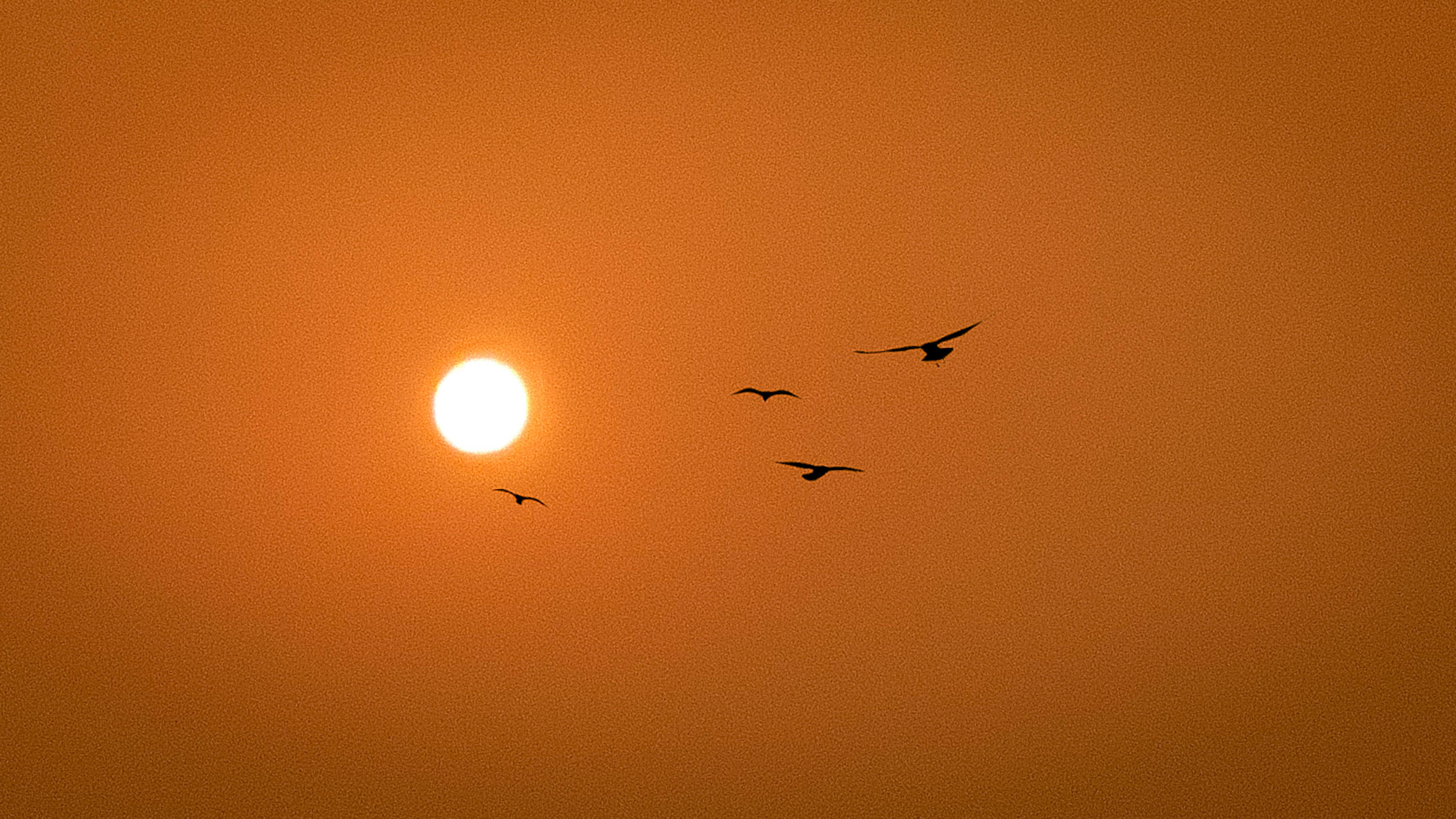 Golden Flock Photos, Download The BEST Free Golden Flock Stock Photos ...