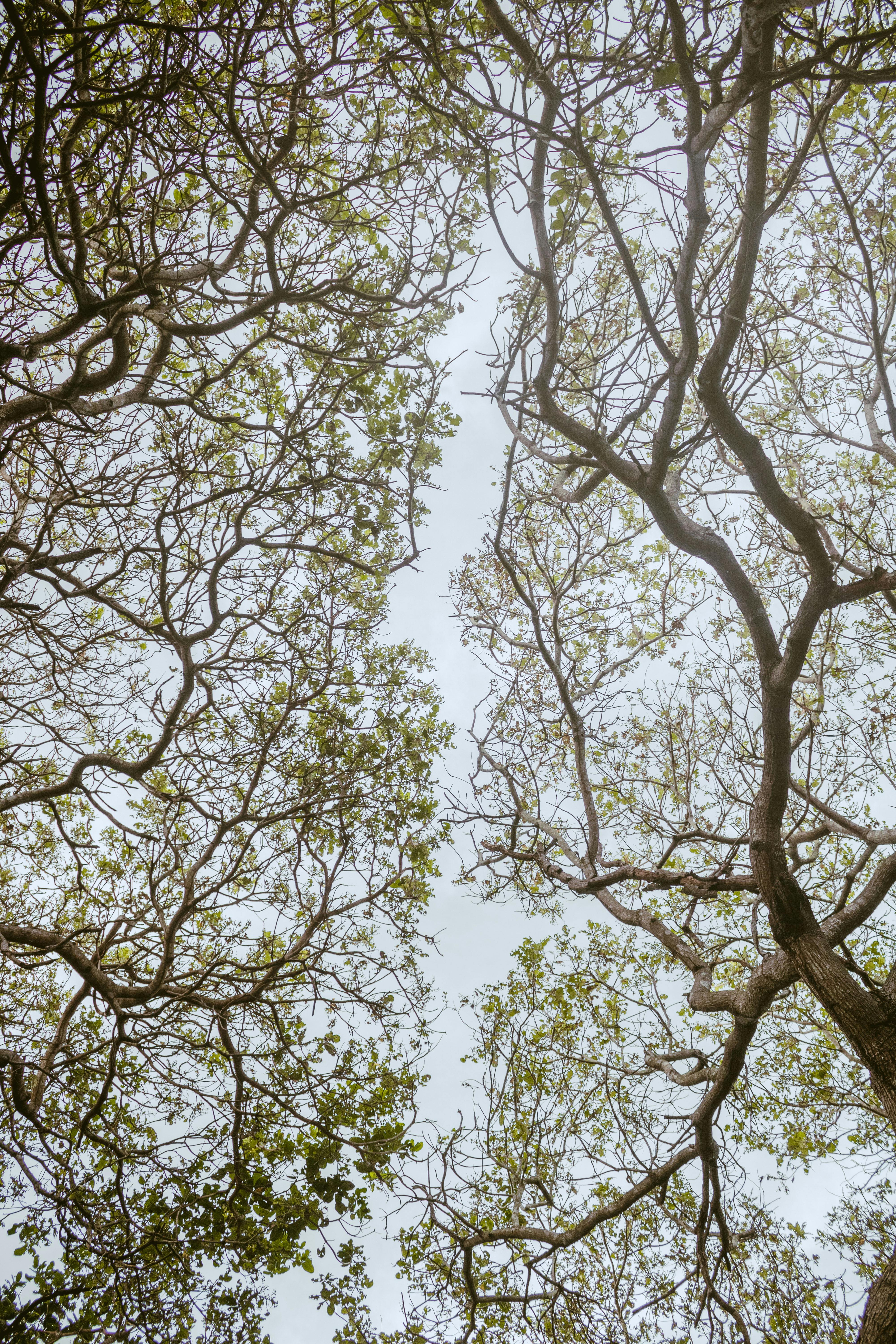 Curvy trees with green leaves growing in forest · Free Stock Photo