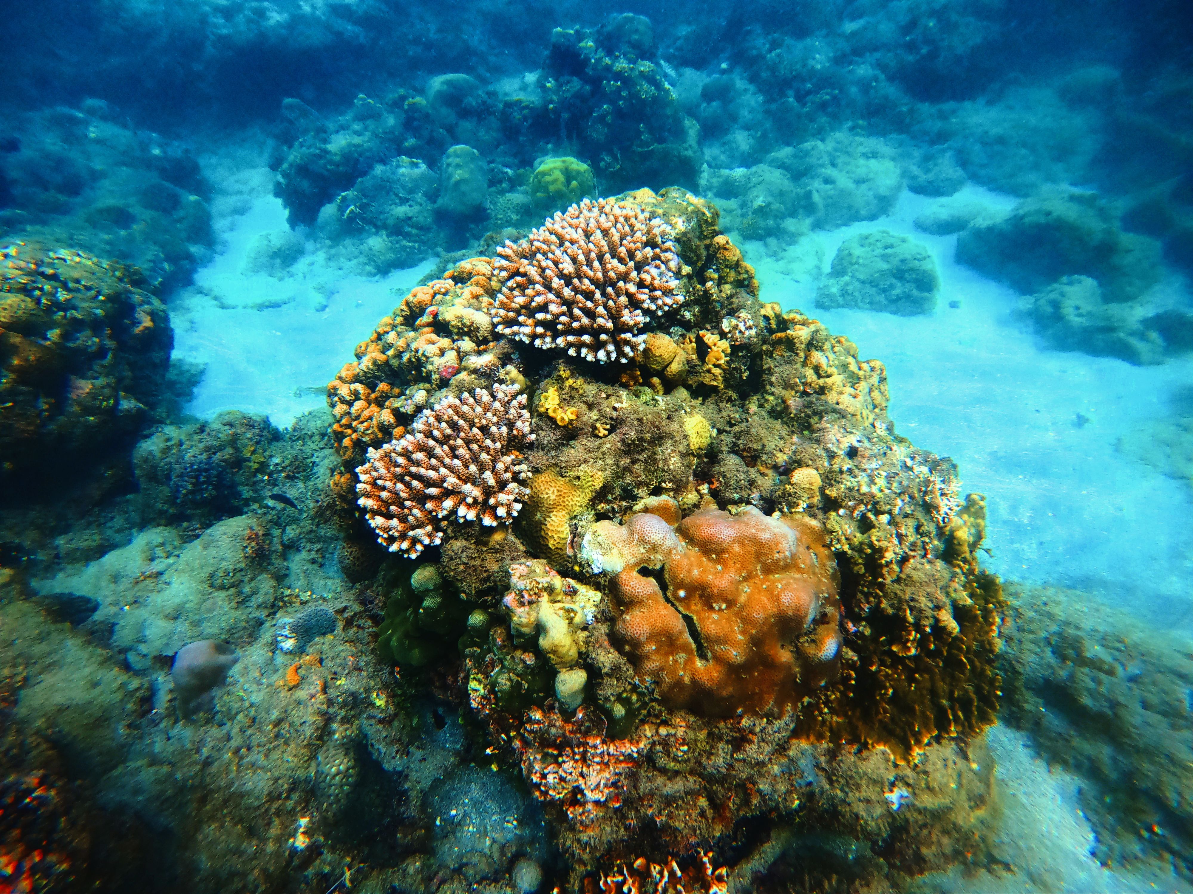 Underwater Coral Reef · Free Stock Photo