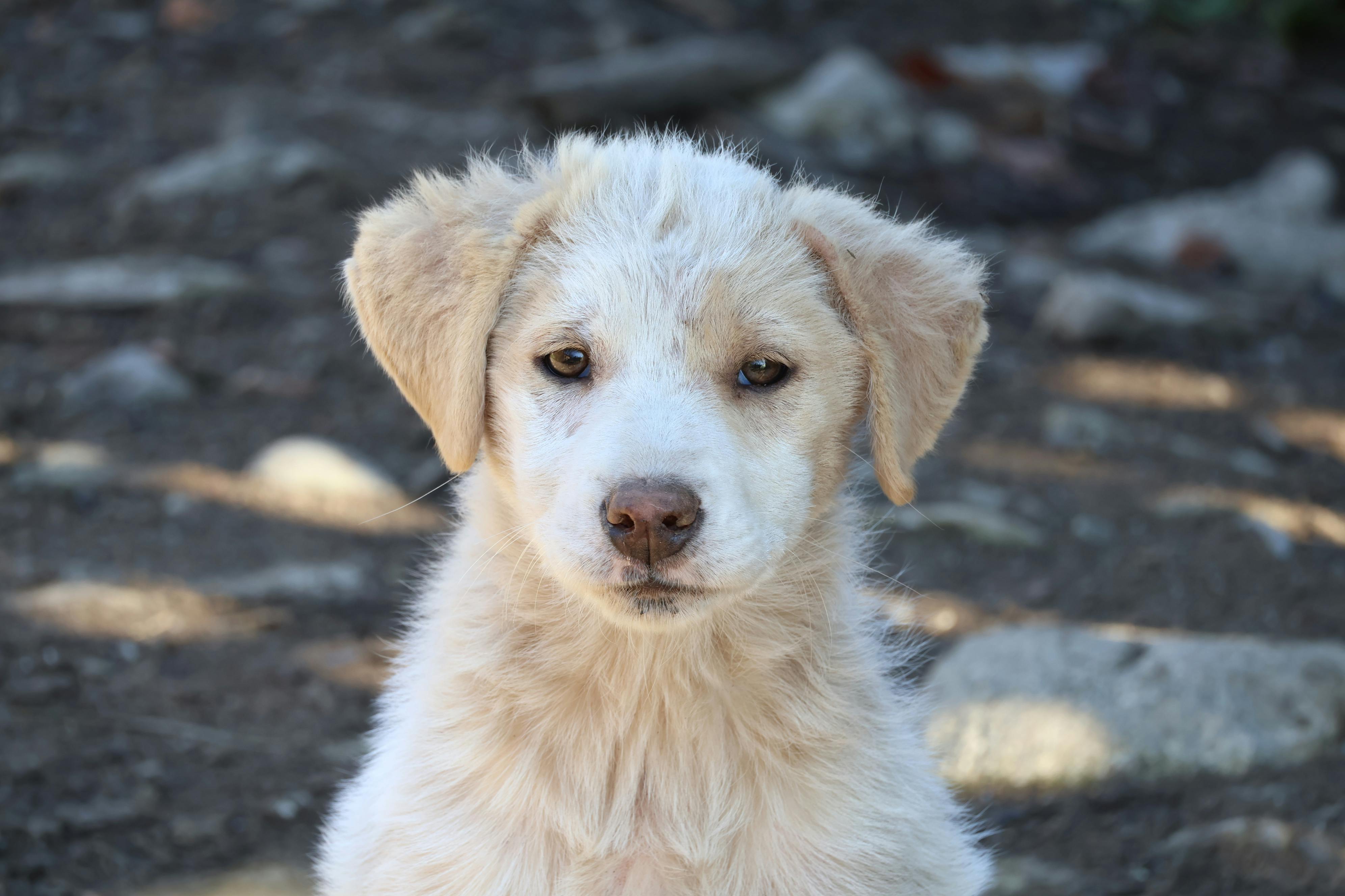 Dog Lowered Head Photos, Download The BEST Free Dog Lowered Head Stock ...