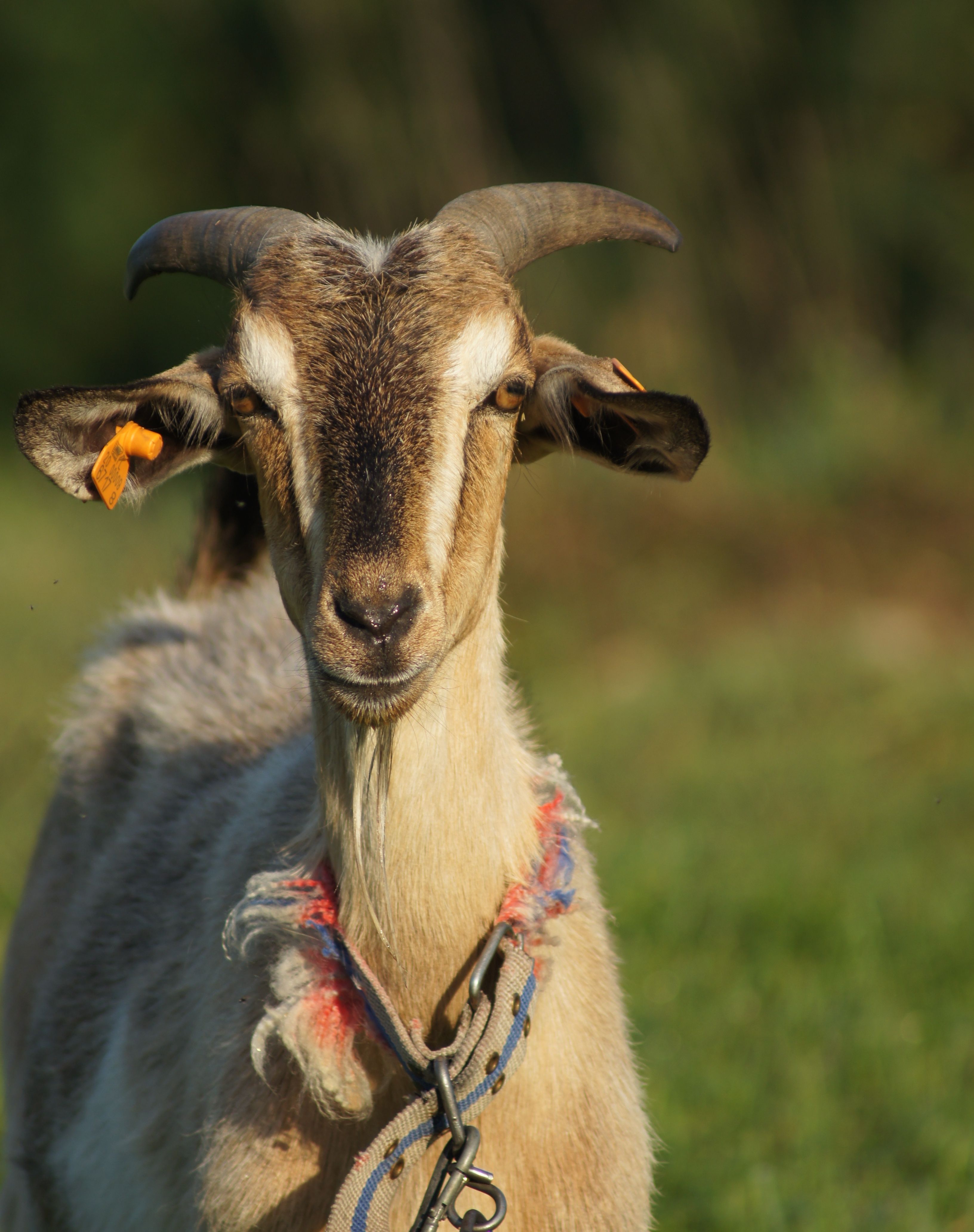 A goat with a collar on its neck · Free Stock Photo