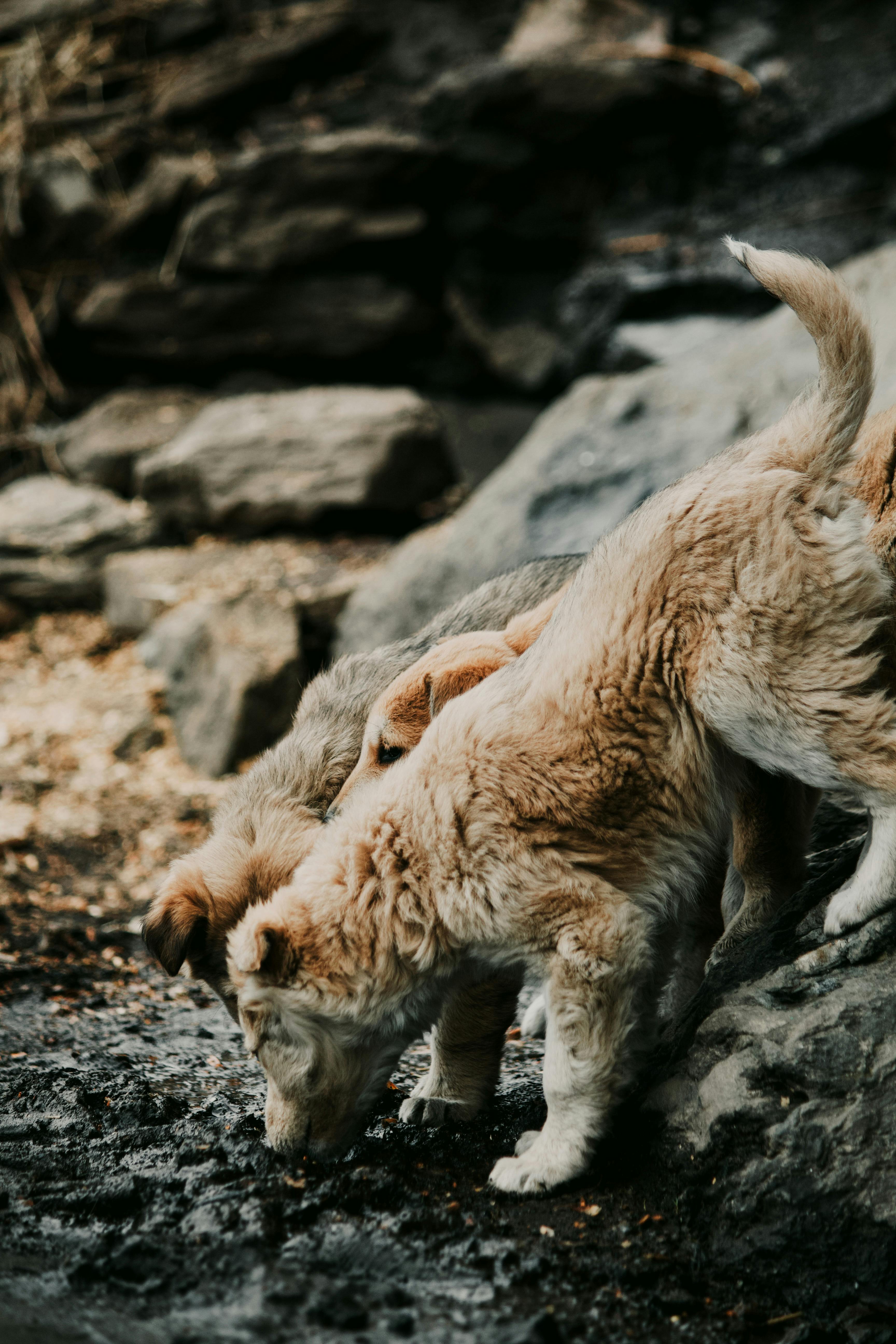 Dow Dogs Photos, Download The BEST Free Dow Dogs Stock Photos & HD Images