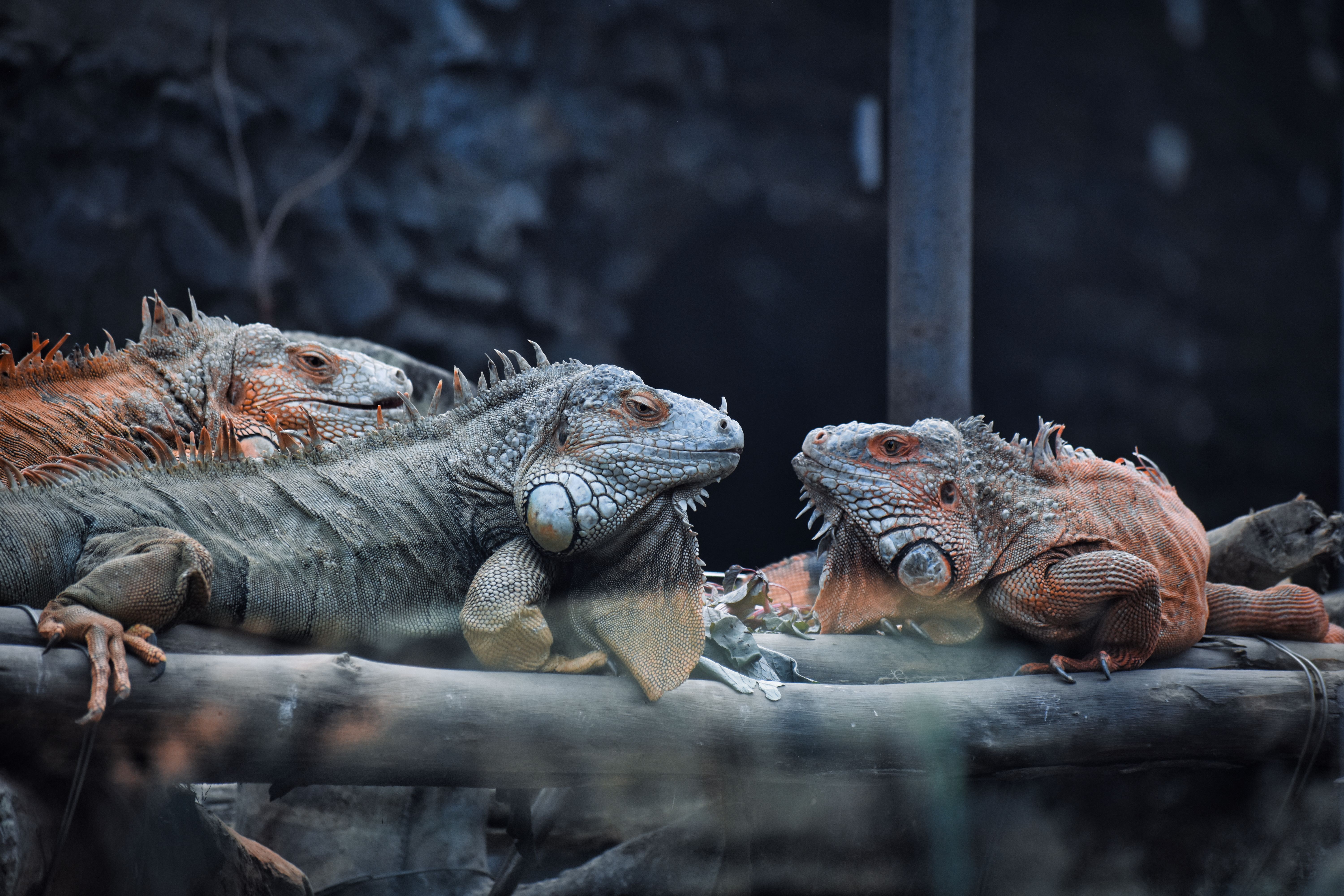 Iguanas in the Zoo Terrarium · Free Stock Photo