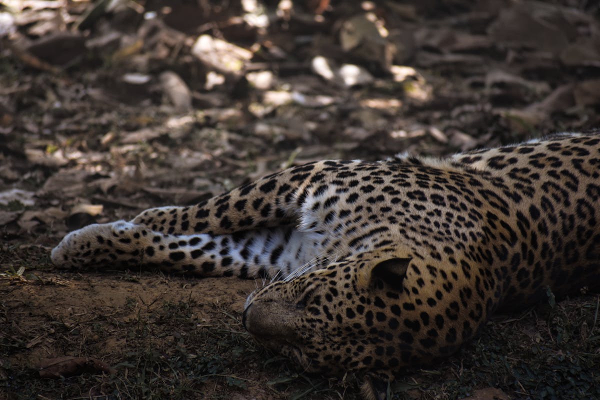 Sleeping Leopard Photos, Download The BEST Free Sleeping Leopard Stock ...