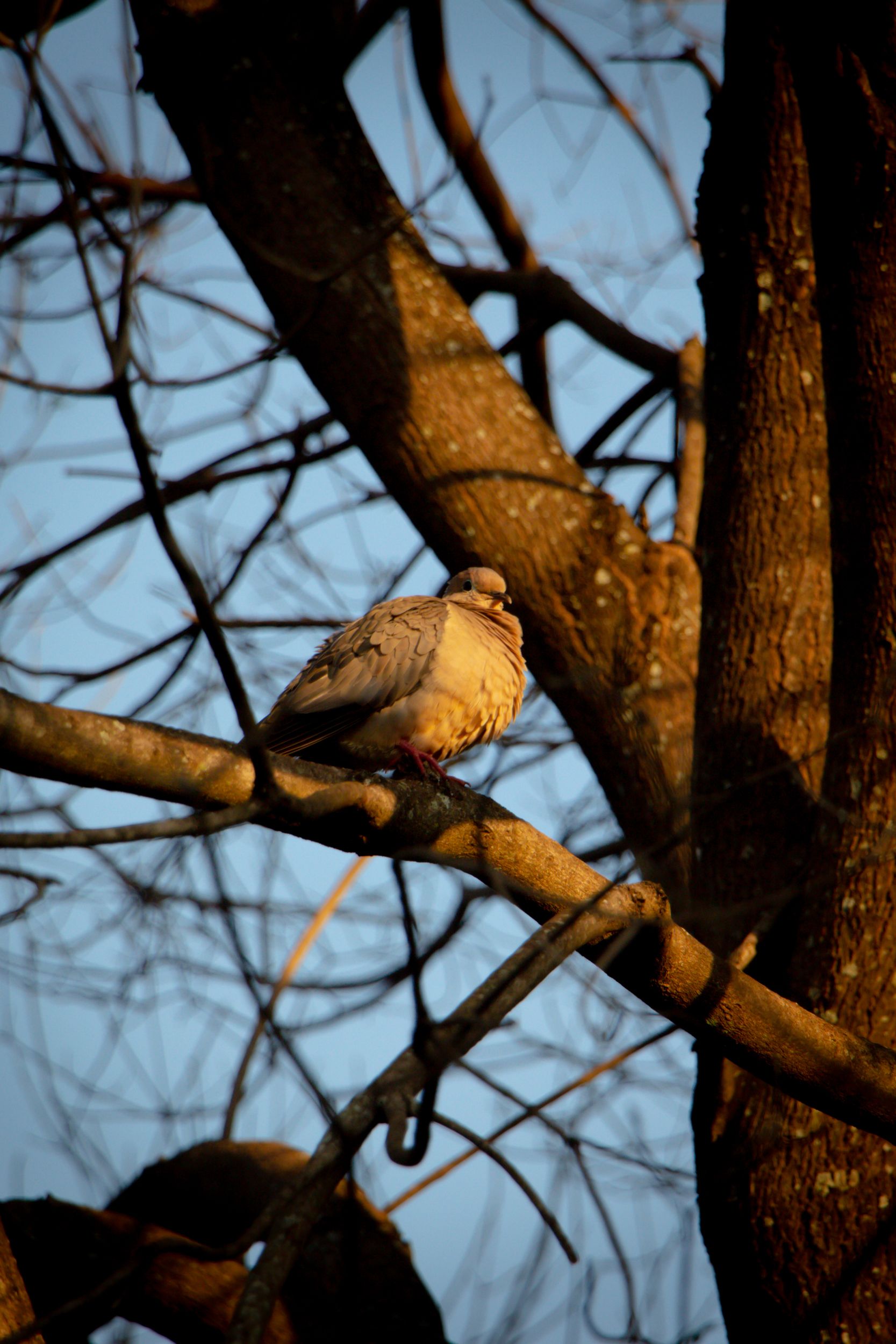 Pigeon Chested Photos, Download The BEST Free Pigeon Chested Stock ...