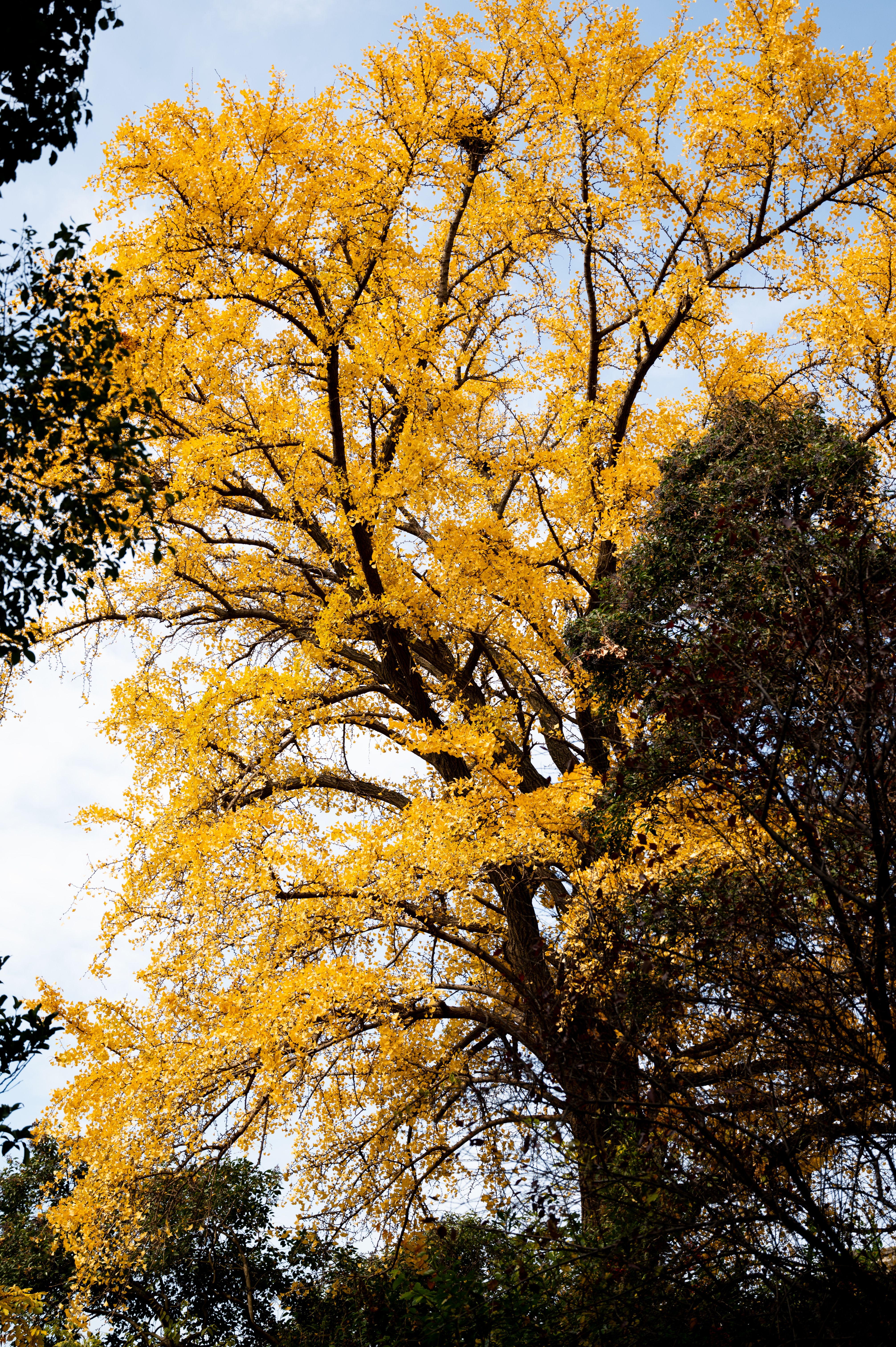 Tree with Autumn Leaves · Free Stock Photo