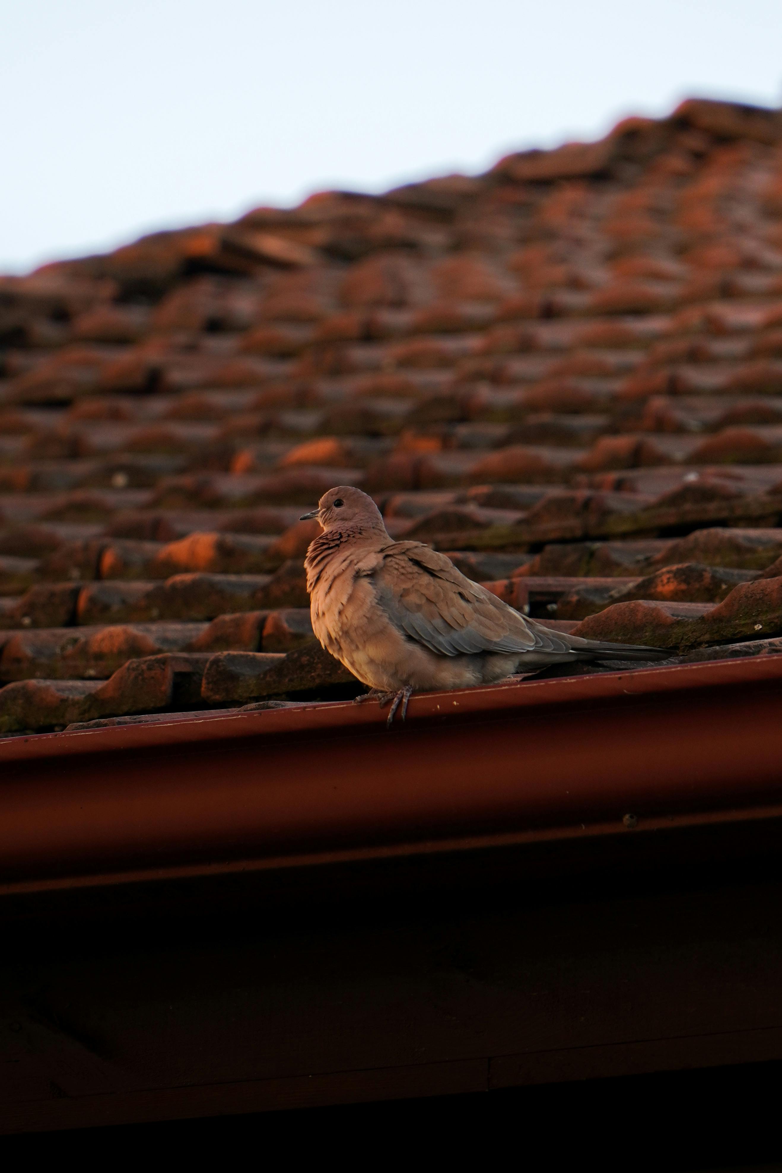 Pigeon Perching on Rooftop Gutter · Free Stock Photo