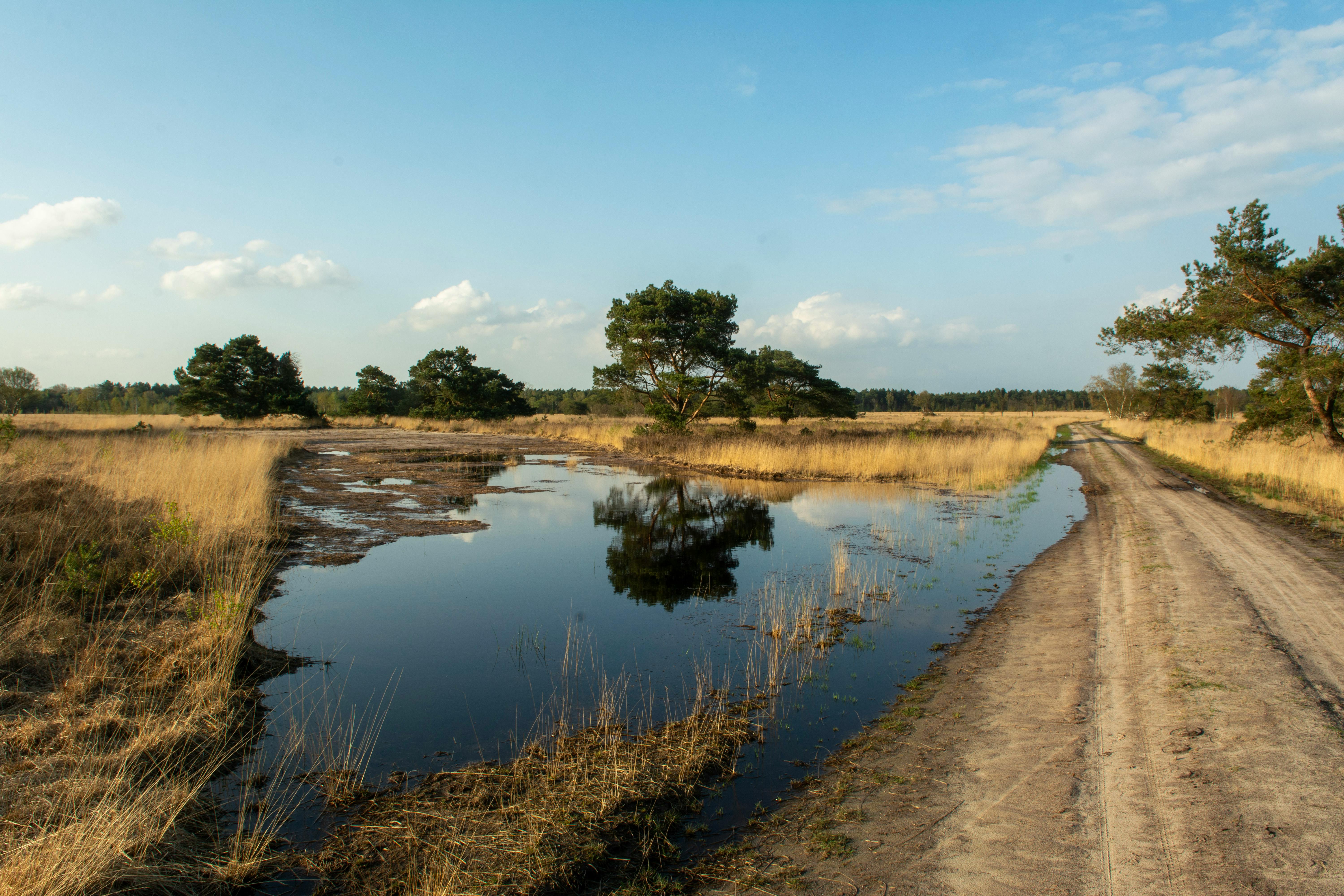 Puddle in Countryside · Free Stock Photo
