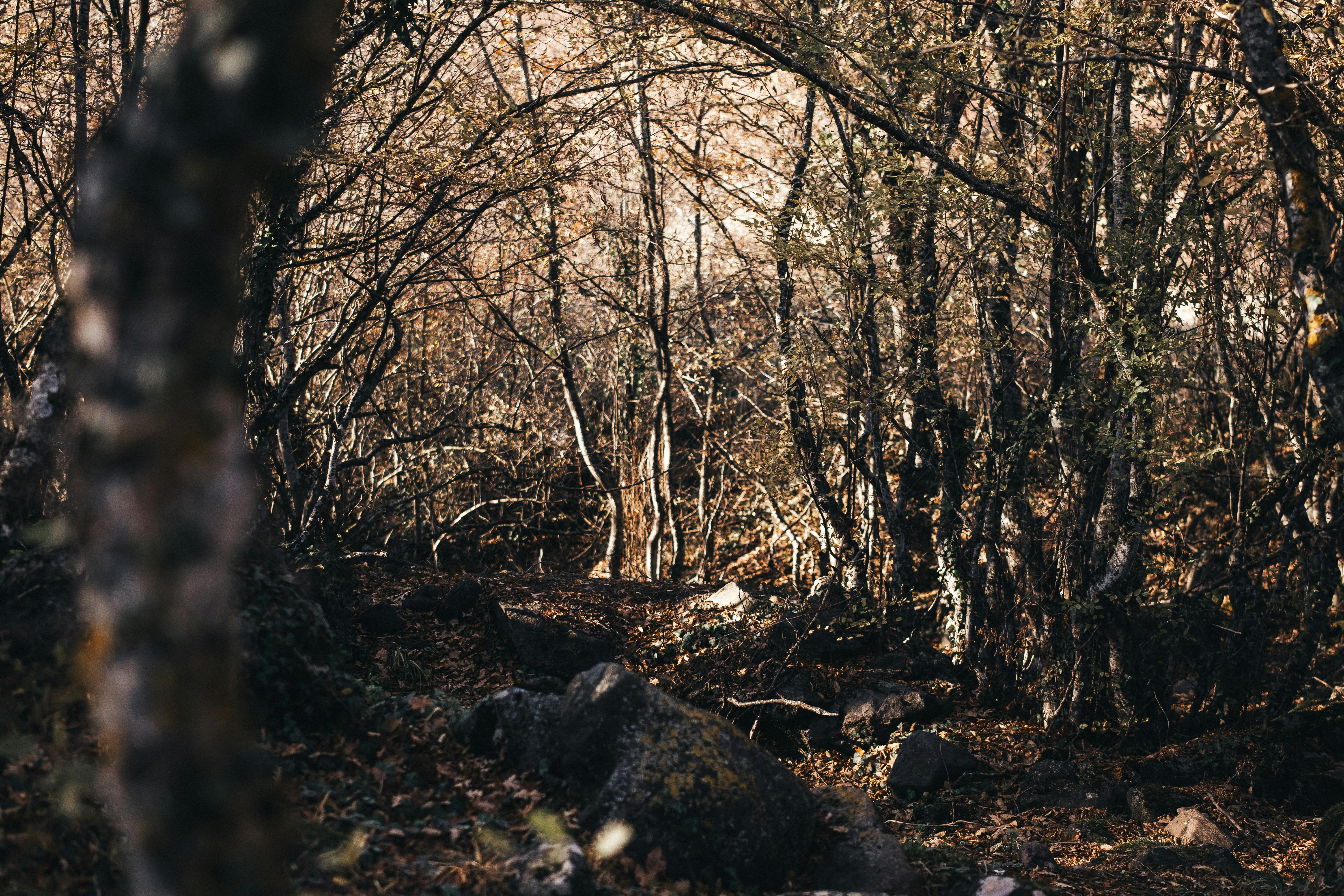 Empty Forest · Free Stock Photo