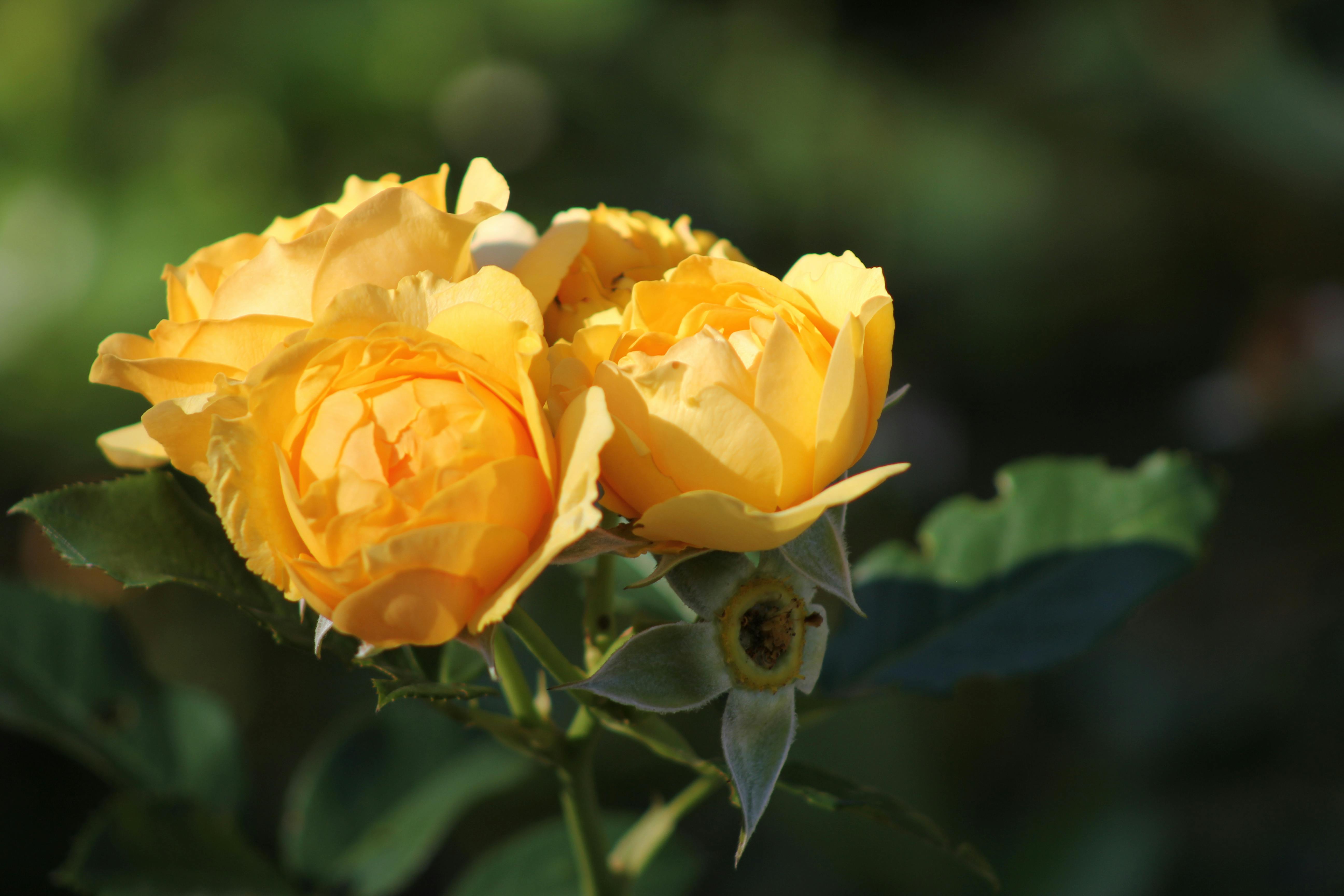 Romantic Yellow Roses · Free Stock Photo