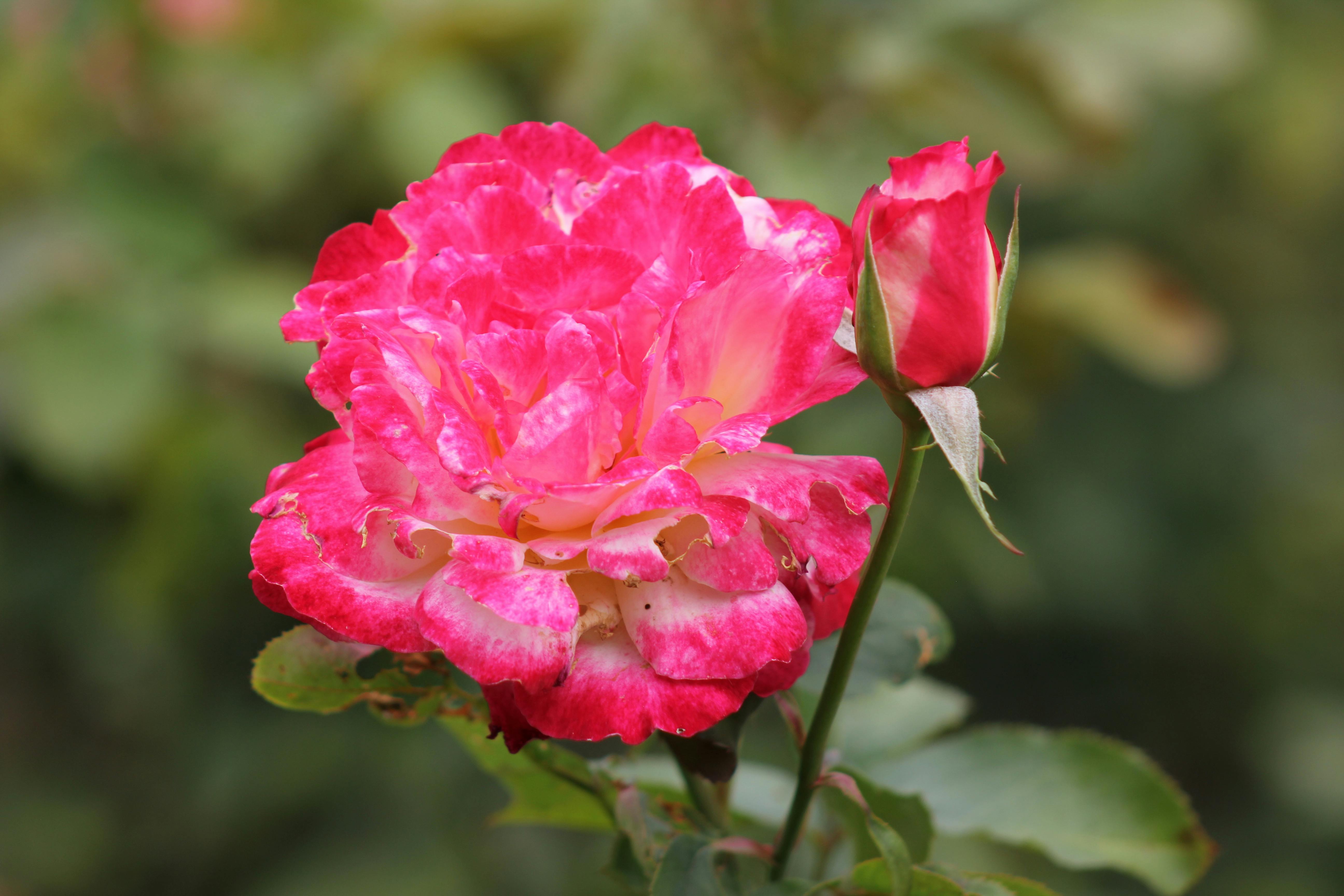 Pink Rose in Close-up View · Free Stock Photo