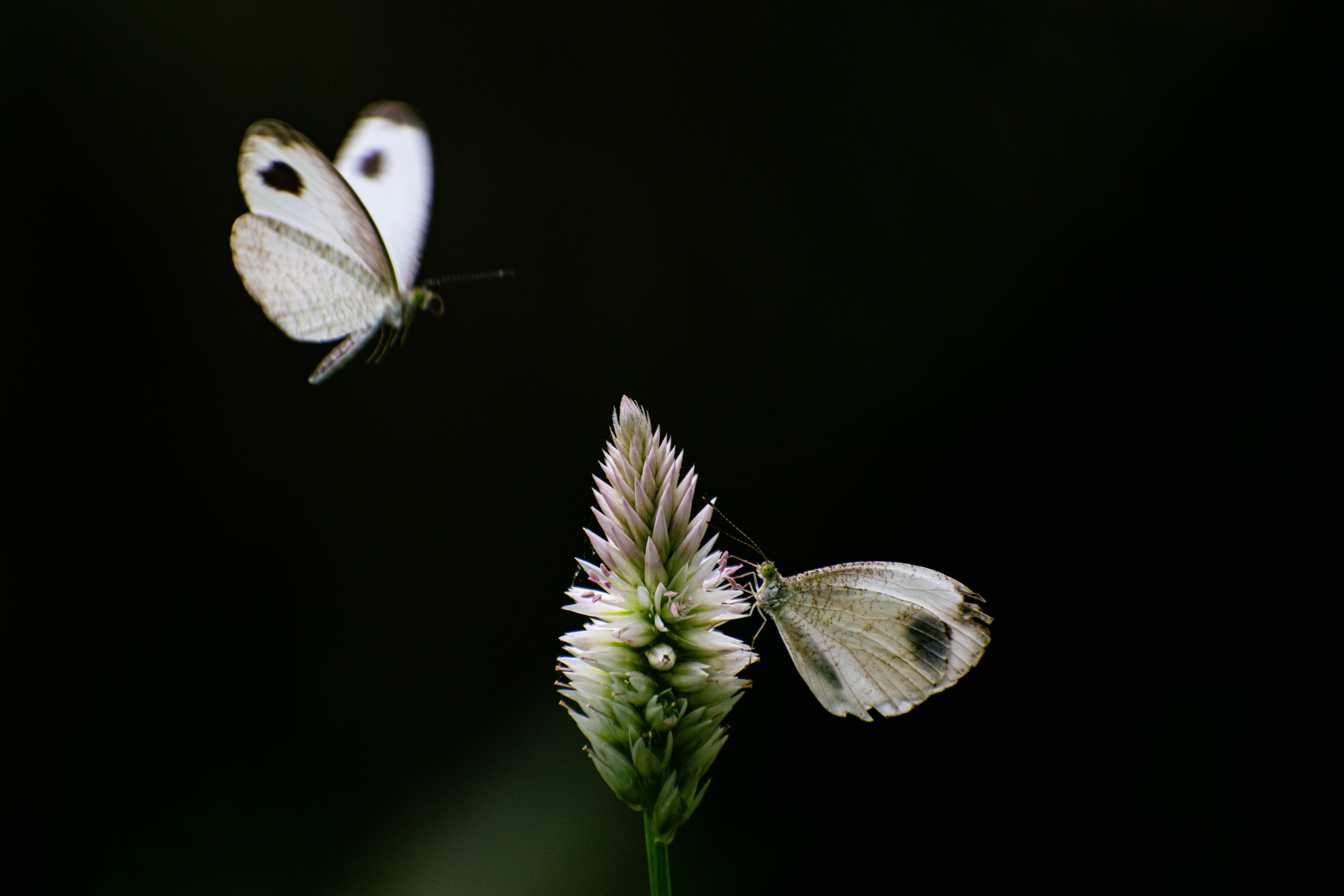 White Butterflies Photos, Download The BEST Free White Butterflies ...