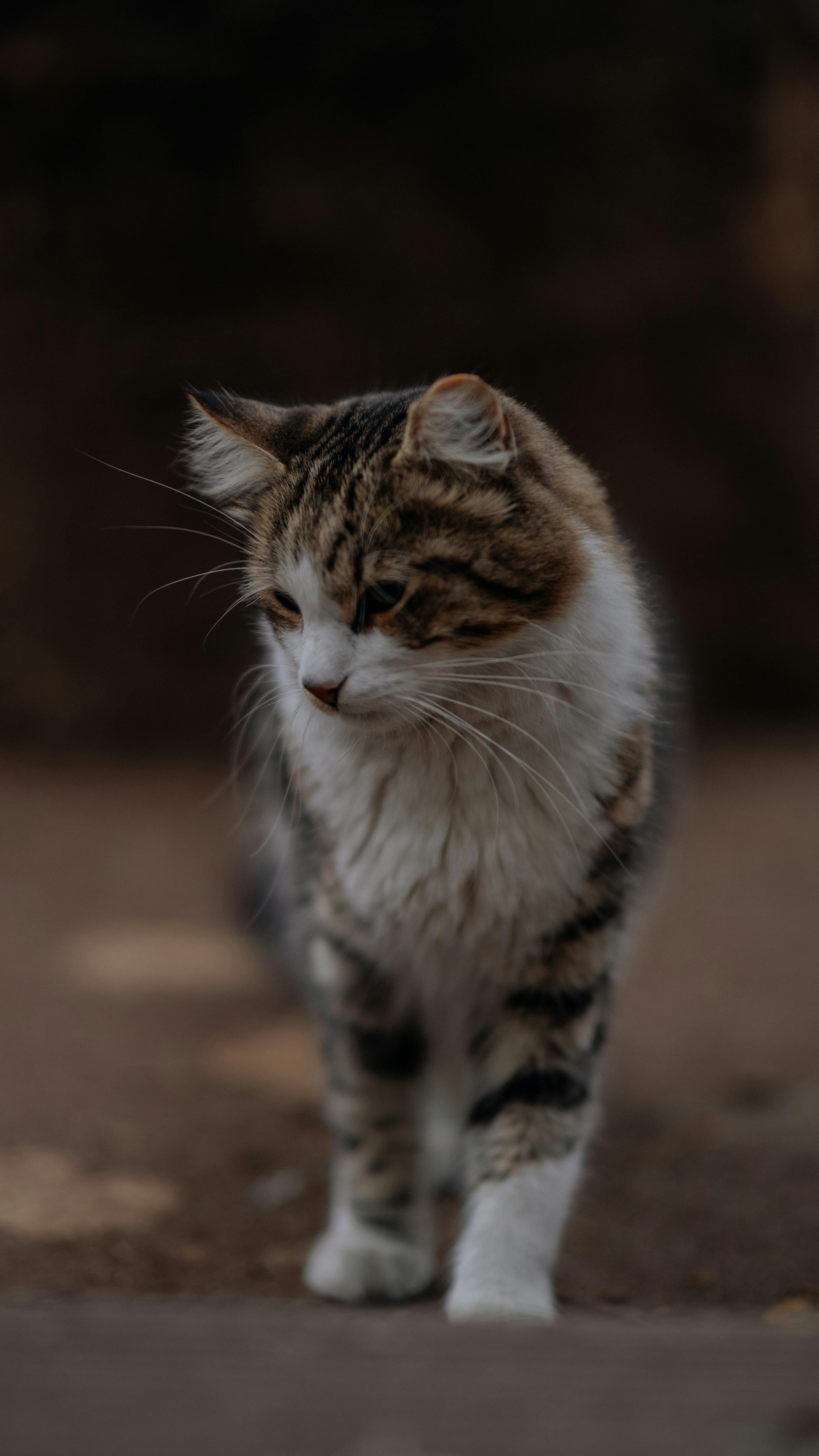 Calico Cat Standing on Sidewalk with Head Bowed Down · Free Stock Photo