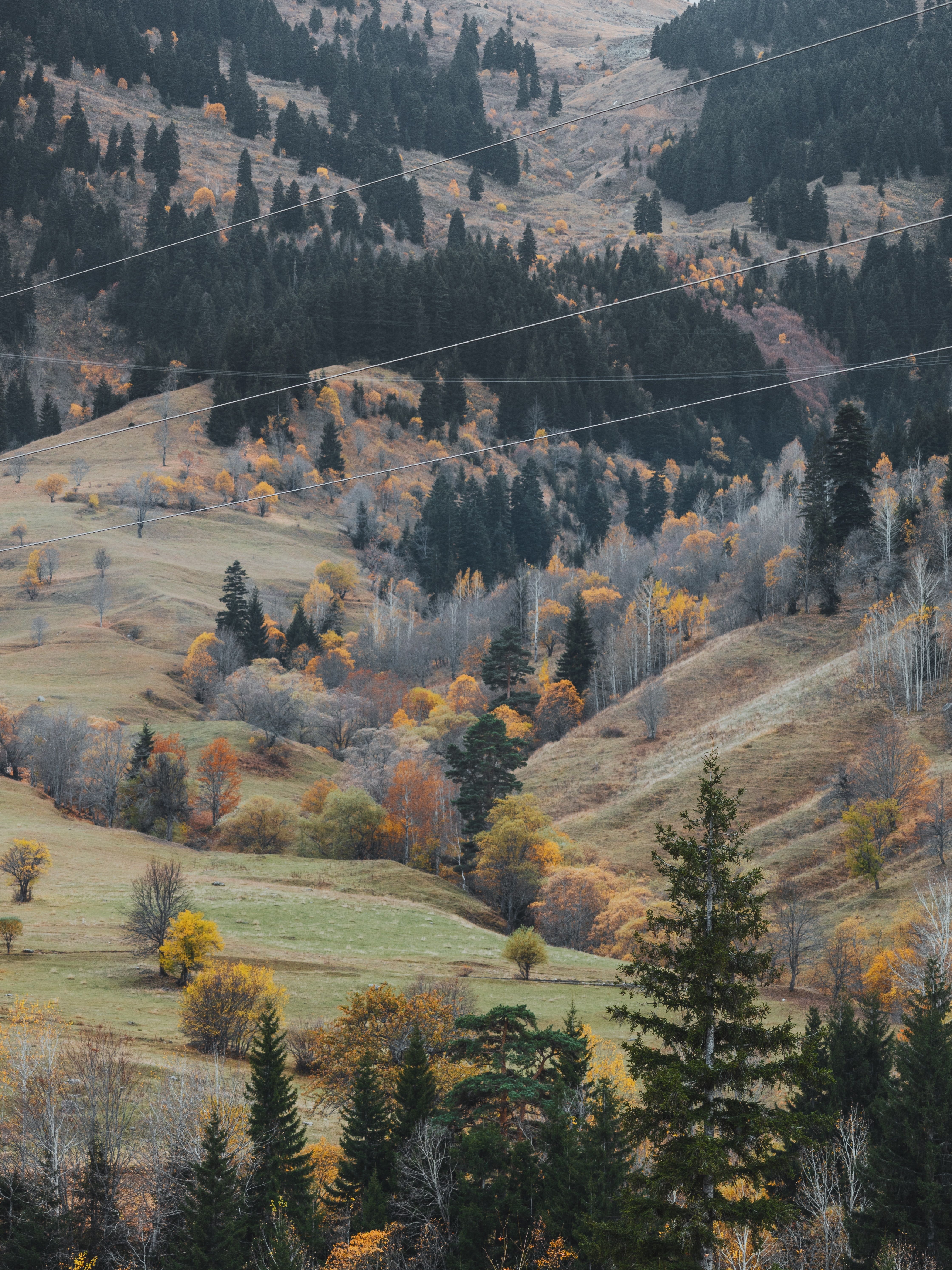 Aerial View of Trees Scattered across Valley between Hills · Free Stock ...