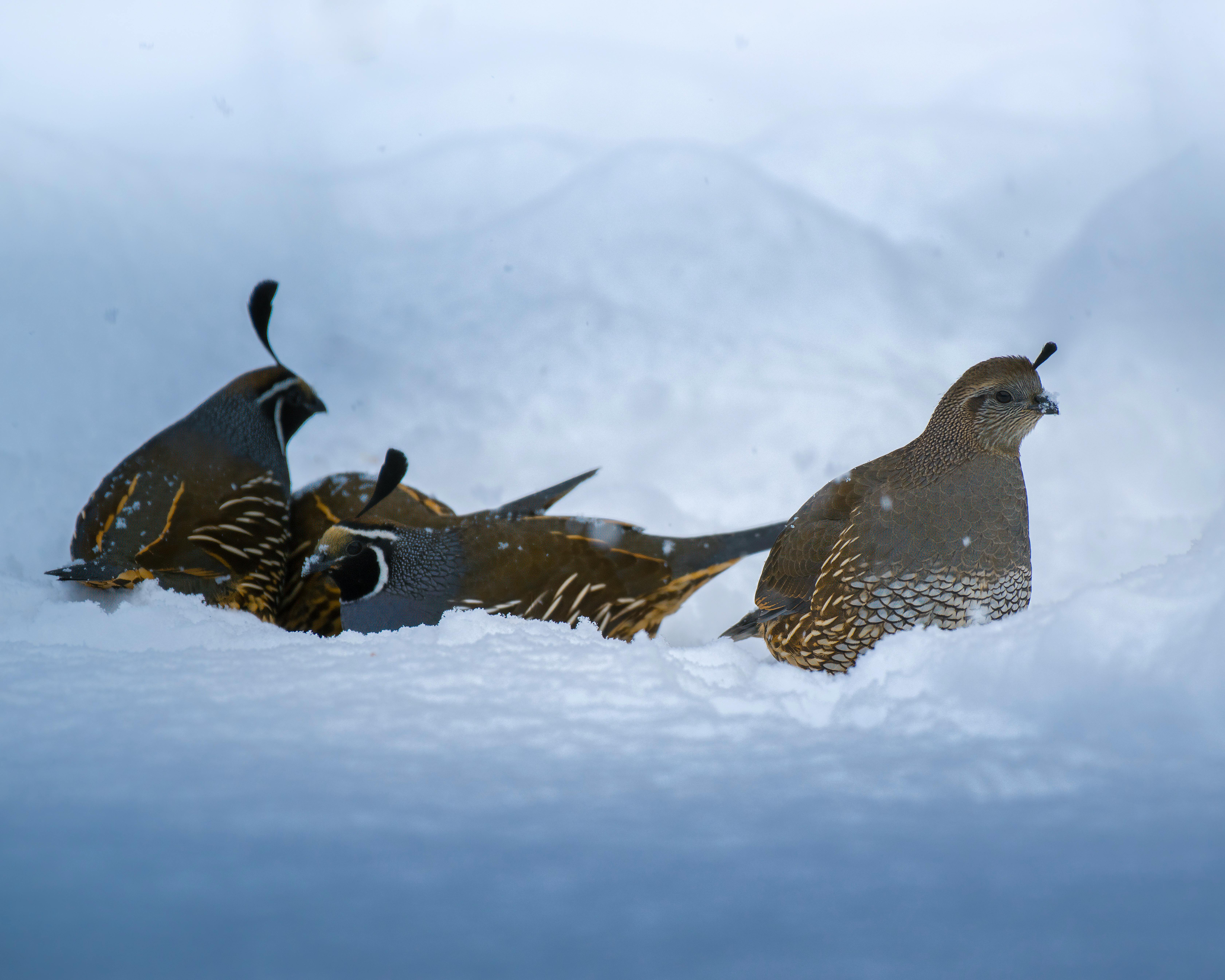 Quails Standing in Snow · Free Stock Photo