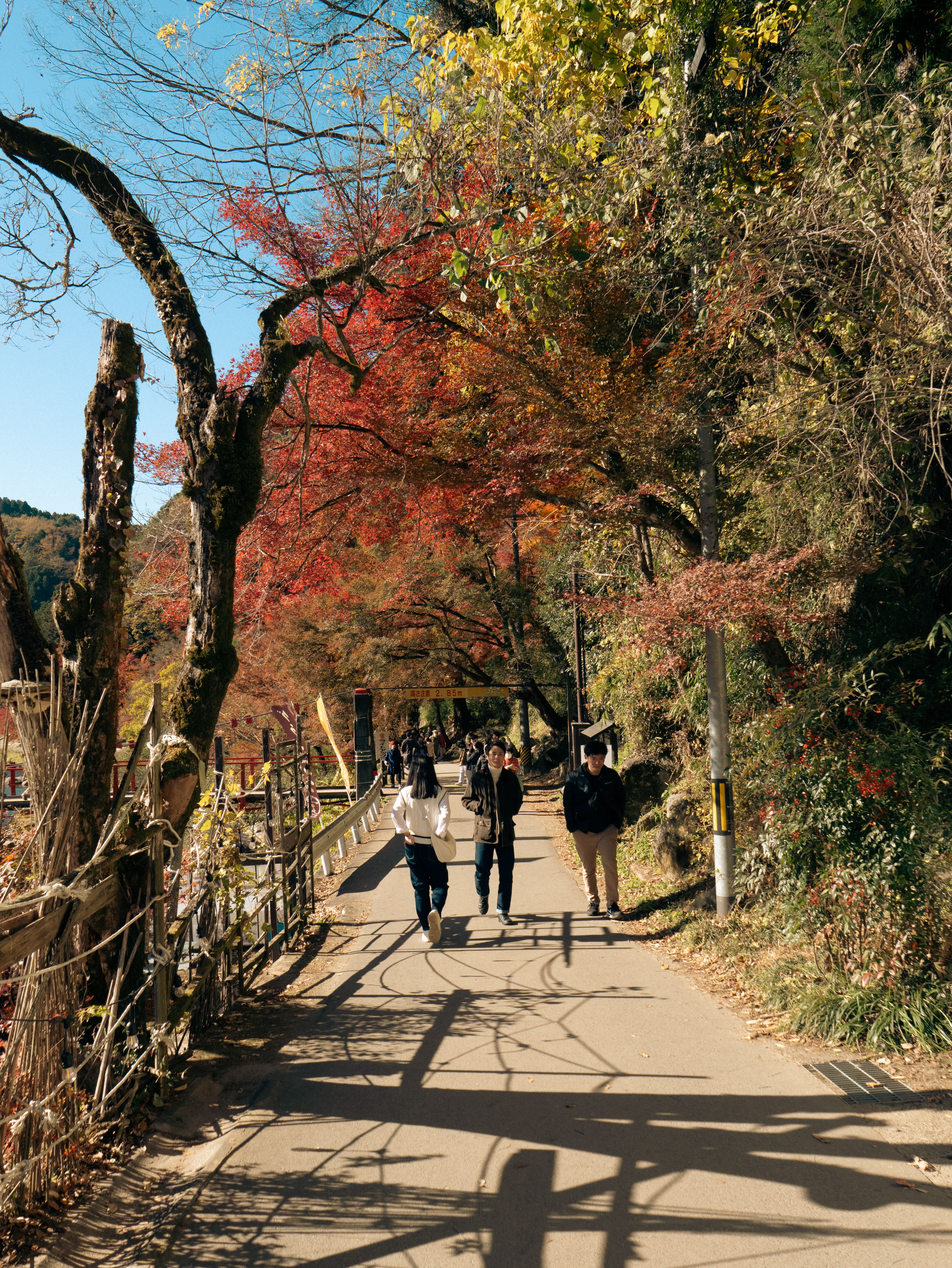 Woman and Men Walking on Road under Trees in Autumn · Free Stock Photo