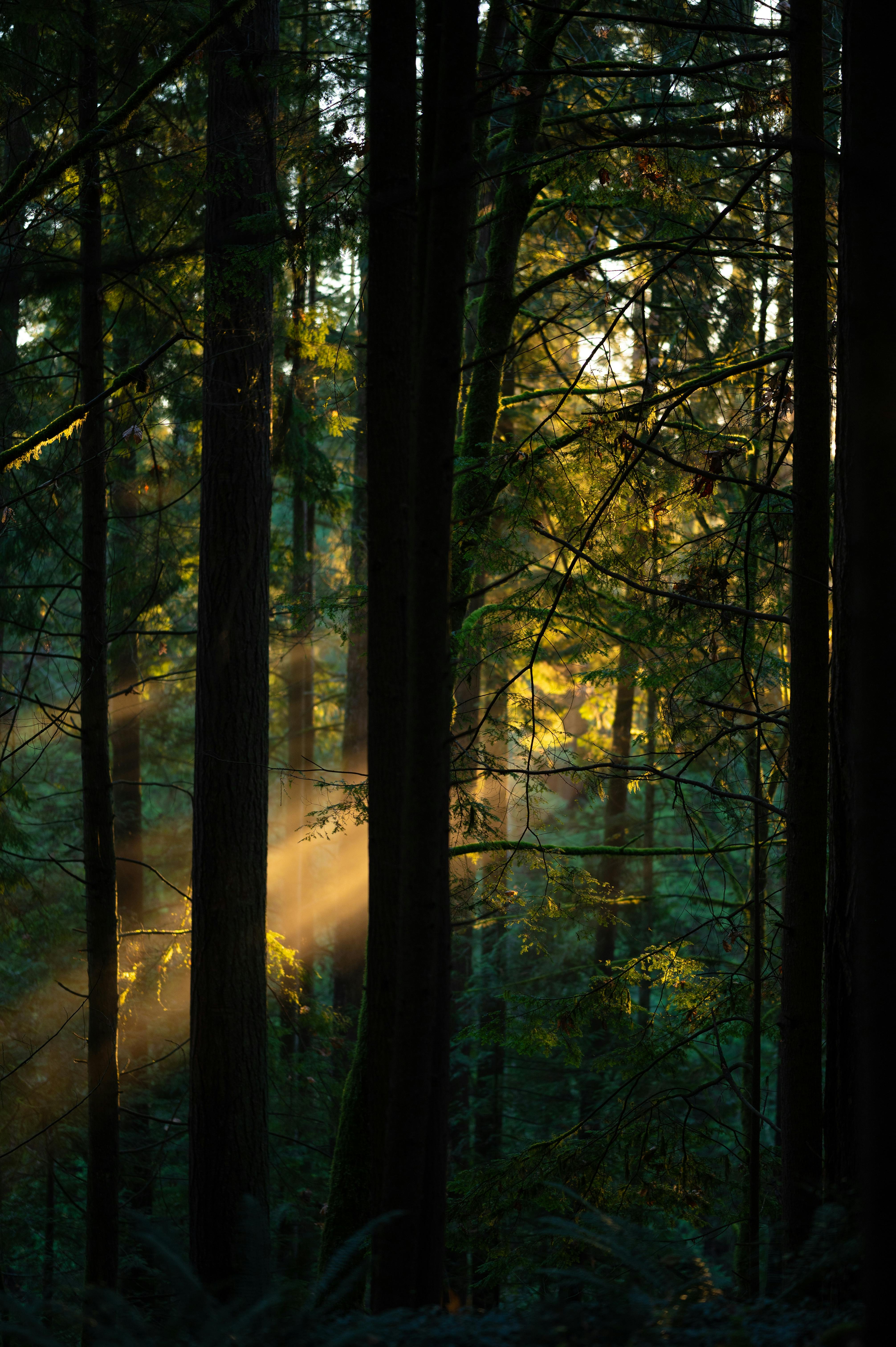 Trees in Forest at Sunset · Free Stock Photo