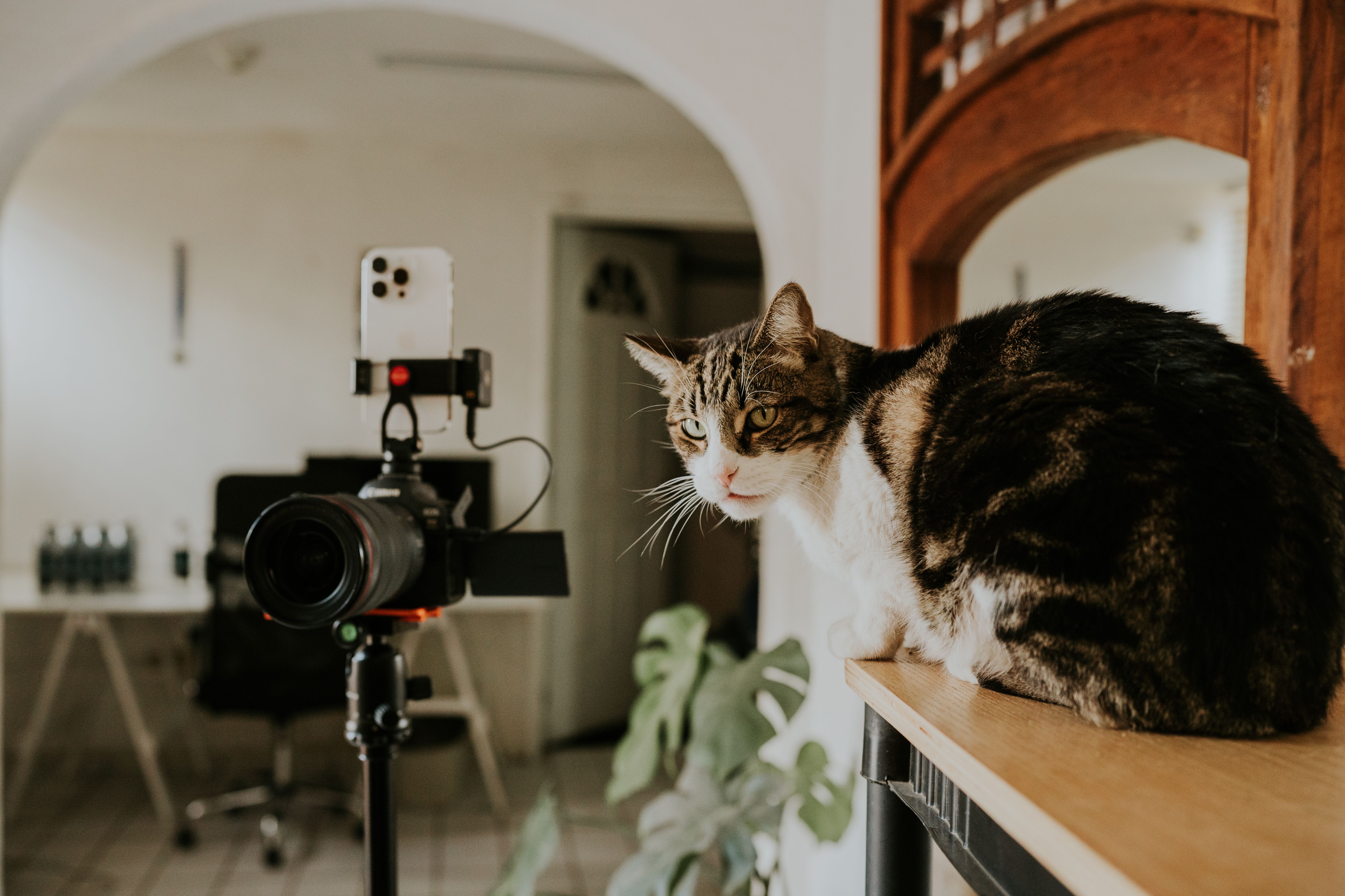 Lurking Animal Photos, Download The BEST Free Lurking Animal Stock ...