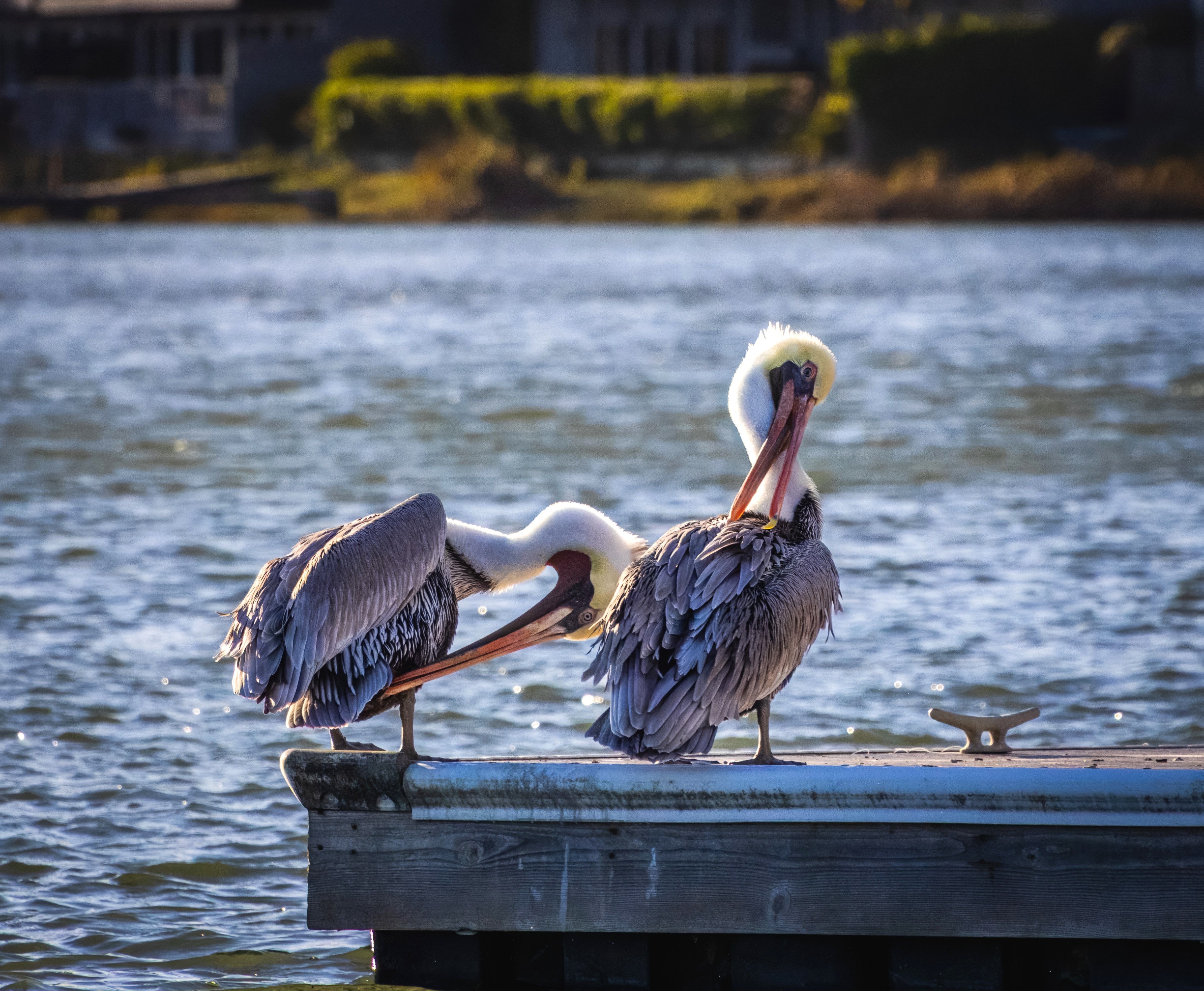Two Pelicans Sitting on the Shore · Free Stock Photo
