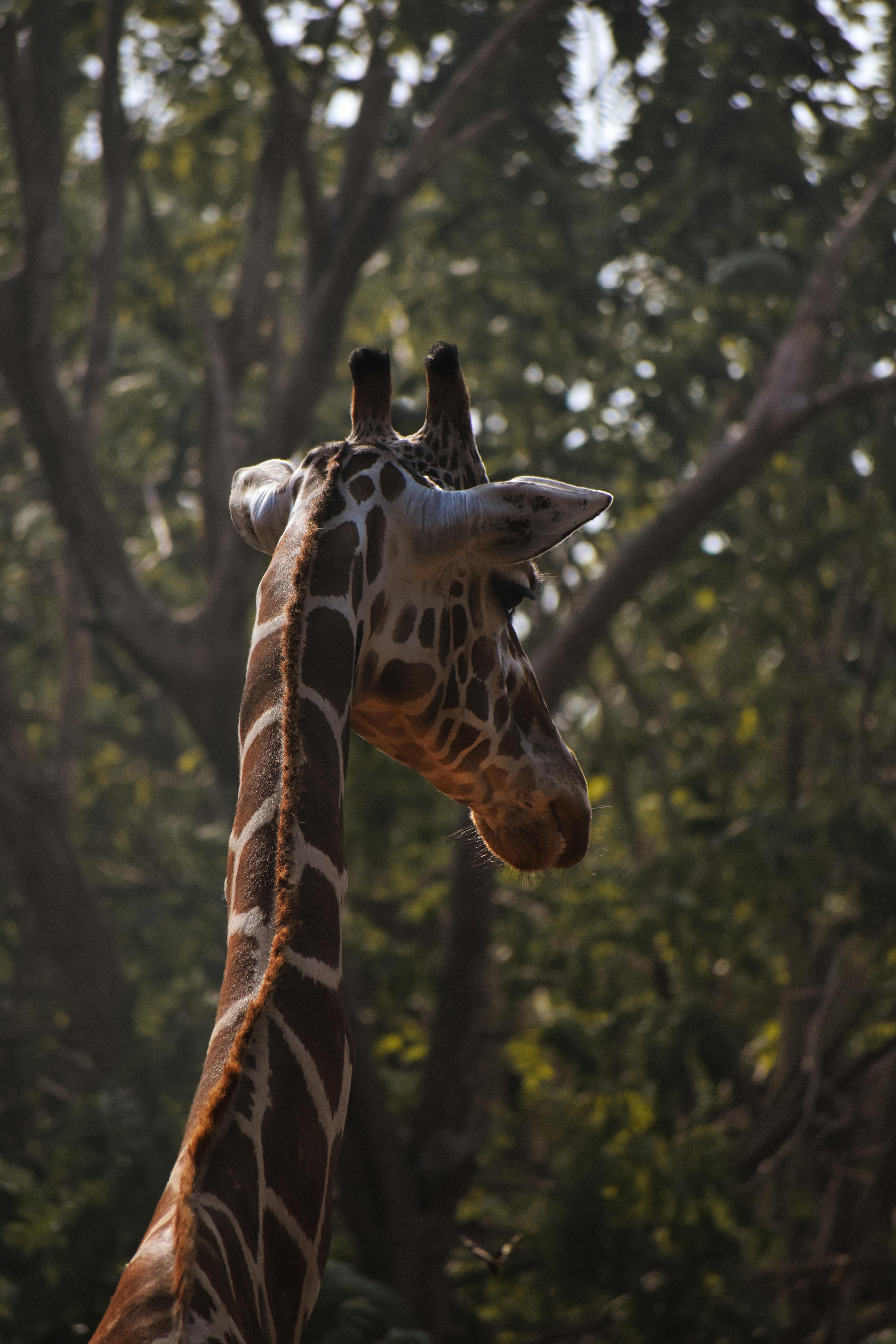 Spotted Giraffe Neck and Head · Free Stock Photo