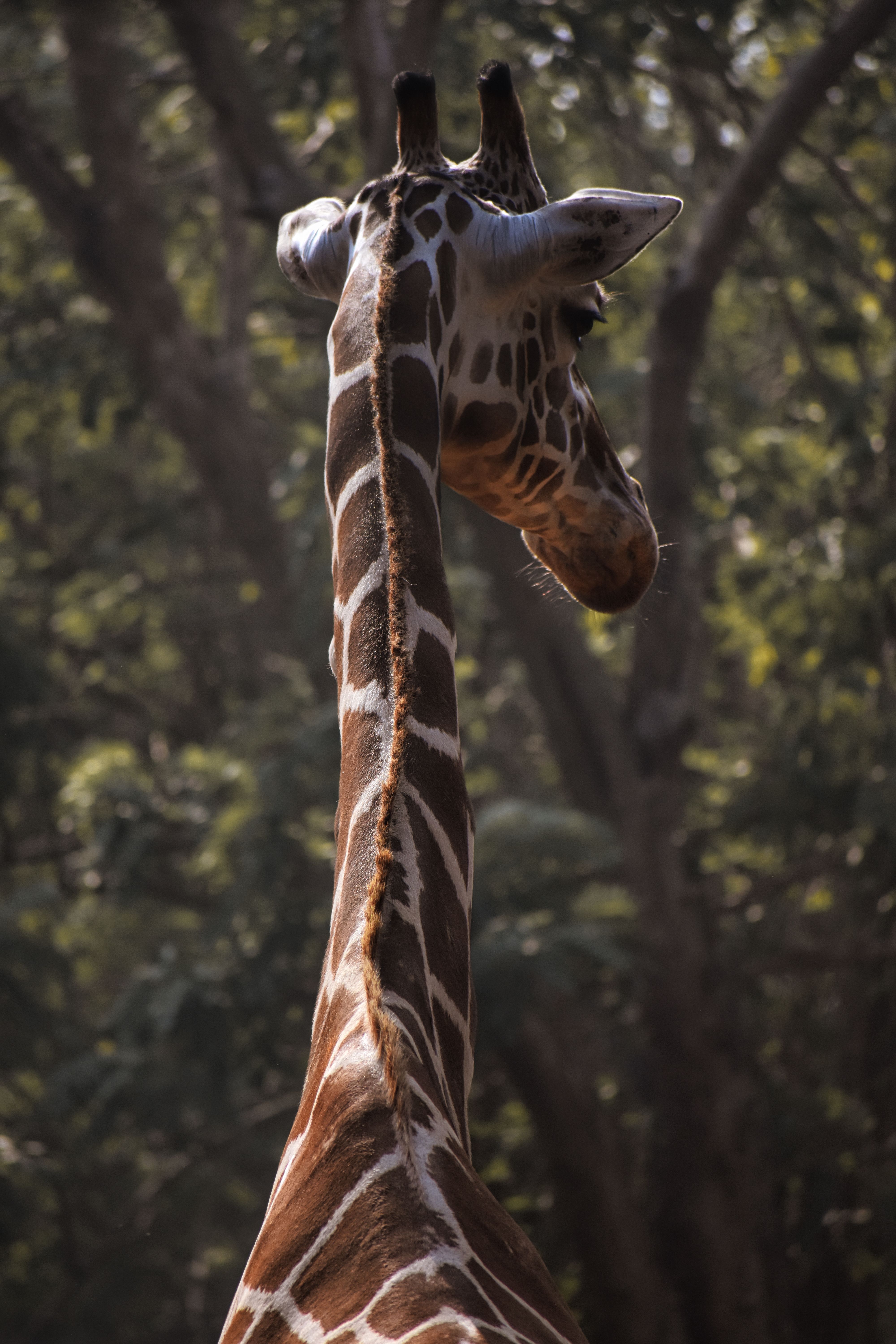 2 Giraffe on Green Grass Field in Close Up Photography · Free Stock Photo