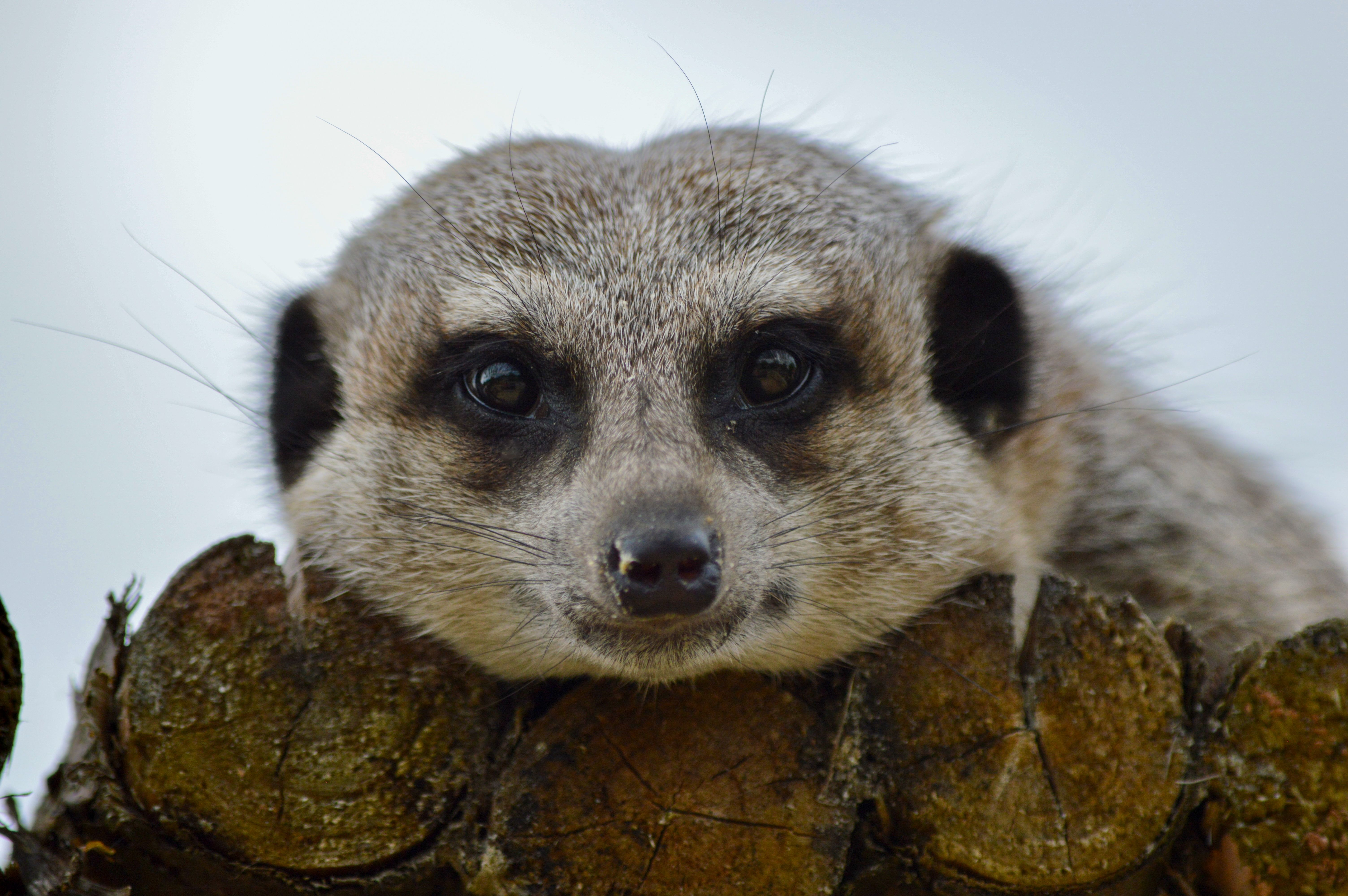 Head of Meerkat · Free Stock Photo