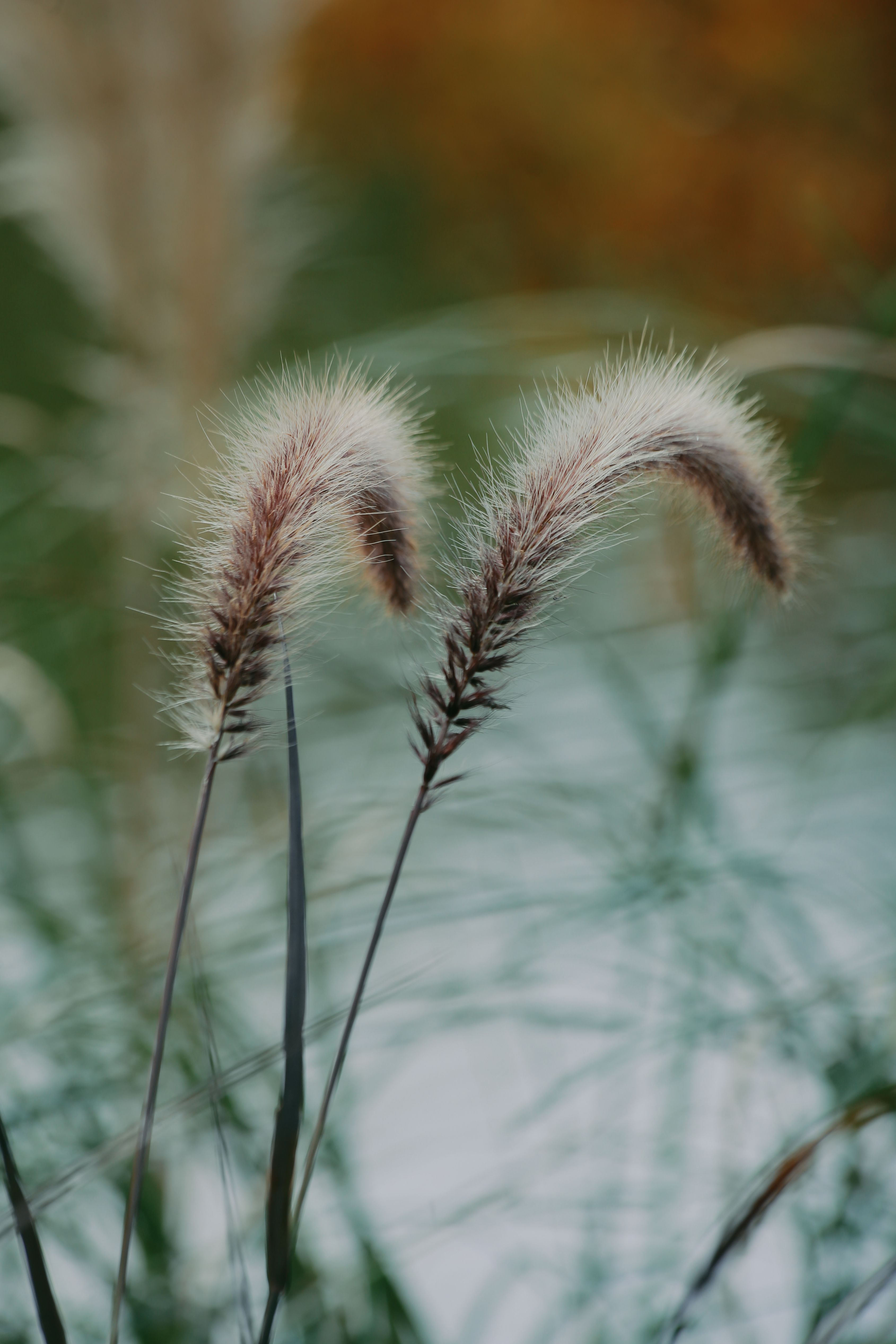 Close-up Photography Of Brown Grass · Free Stock Photo