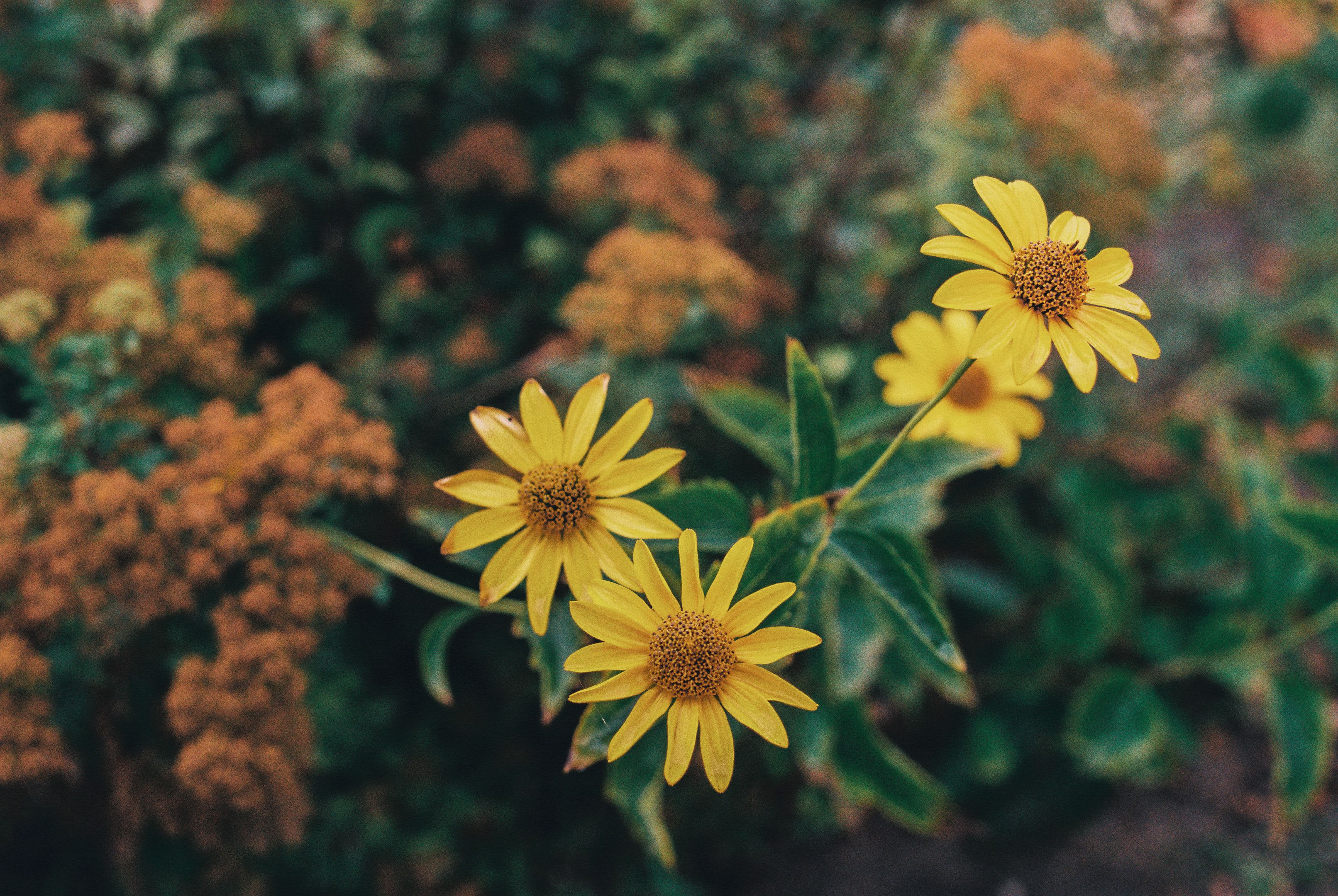 Blooming Yellow Flowers of Rough Oxeye · Free Stock Photo
