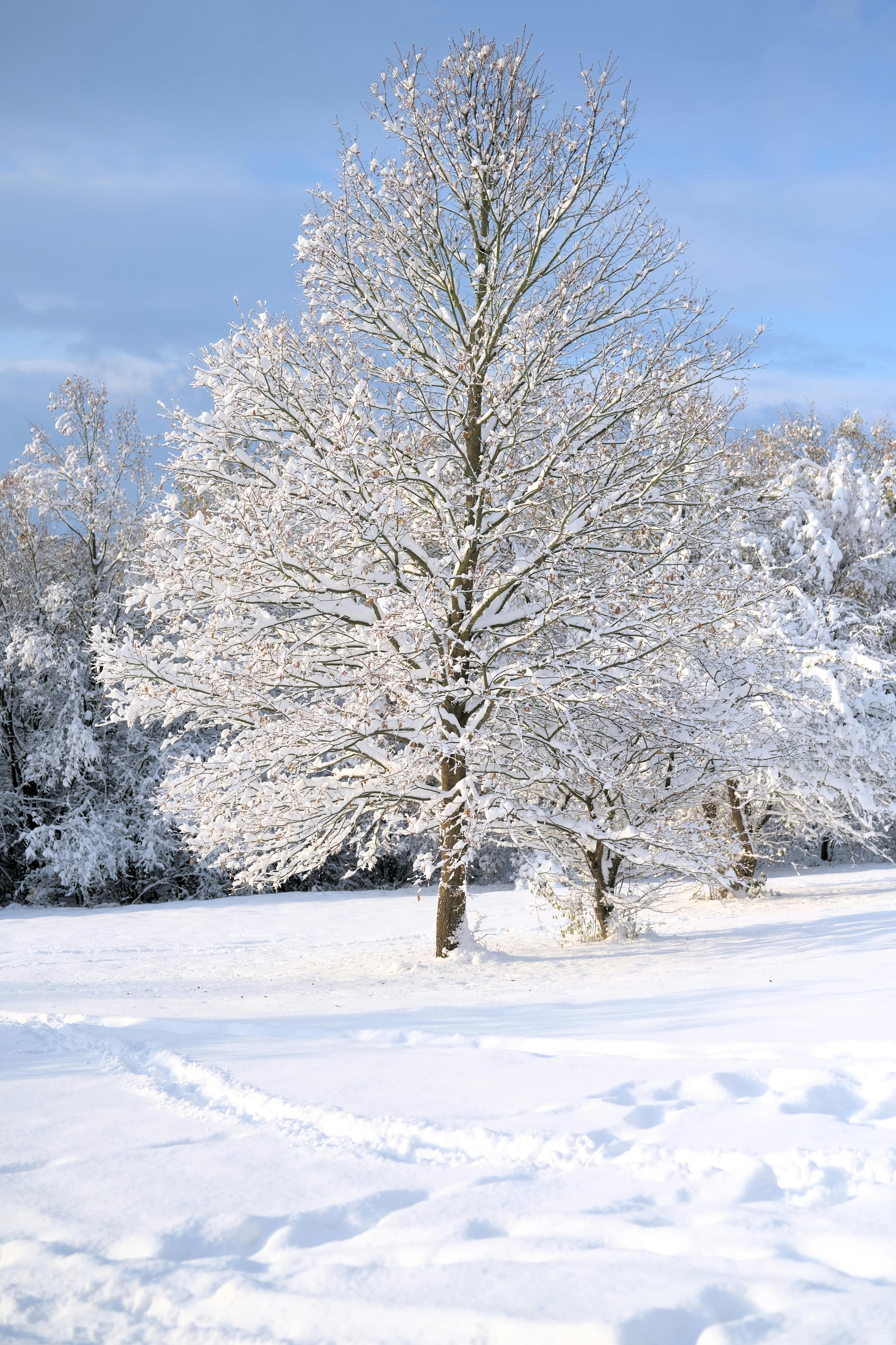 Tree in Snowy Landscape · Free Stock Photo