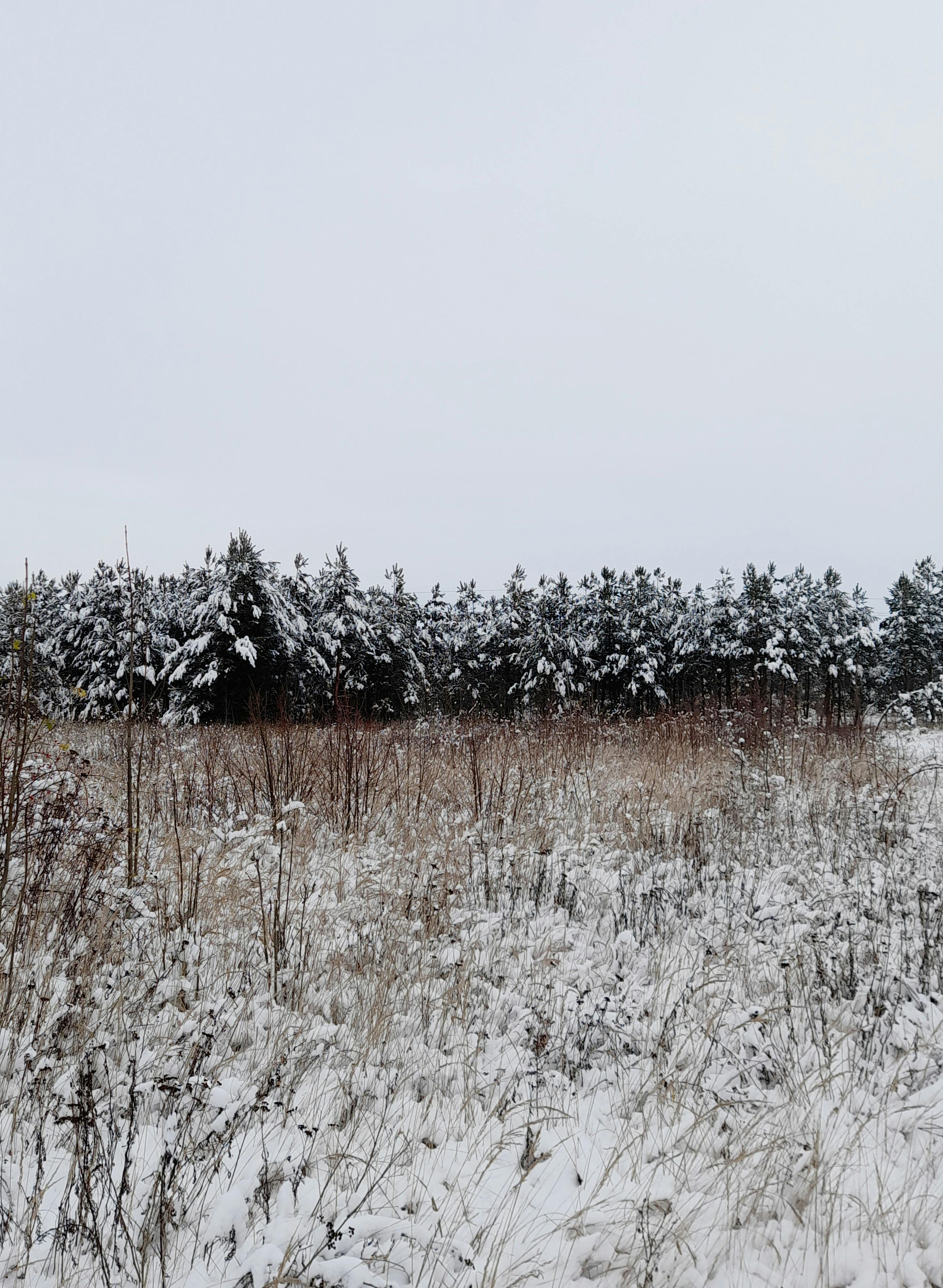 Close-up of Reed Covered in Snow · Free Stock Photo