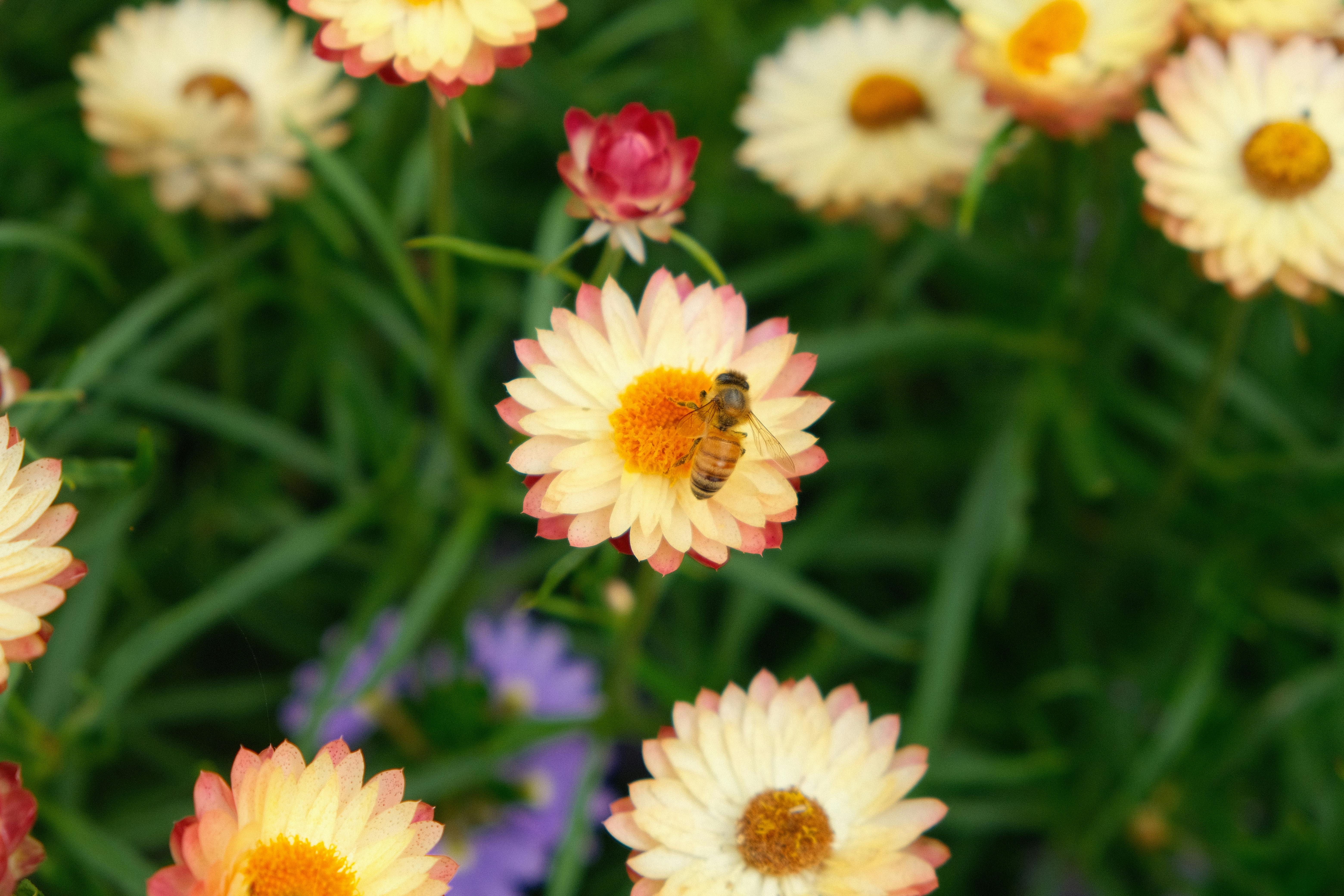Purple and White Multi-petaled Flower Lot Closeup Photography · Free ...