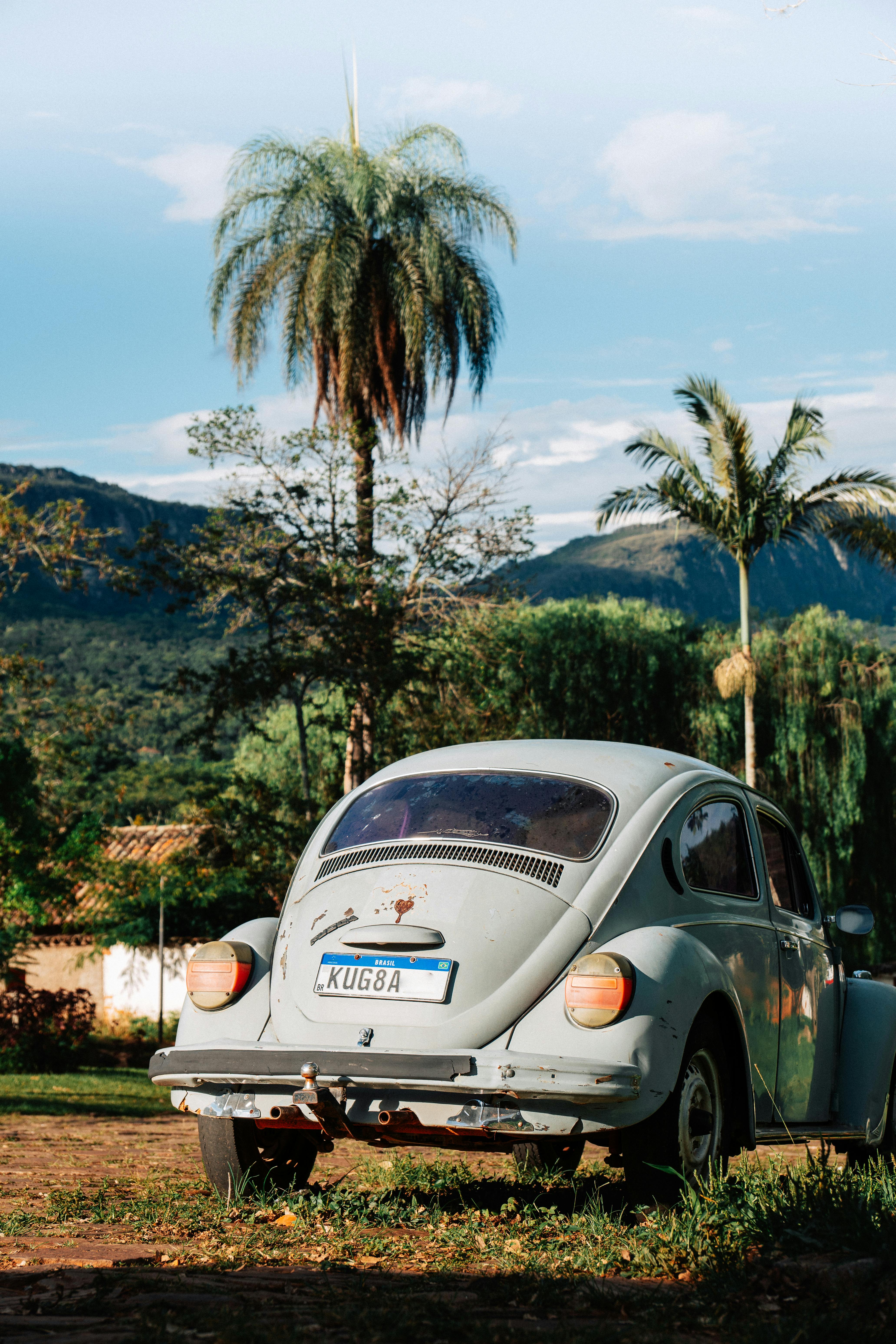 Palm Trees and Volkswagen Beetle behind · Free Stock Photo