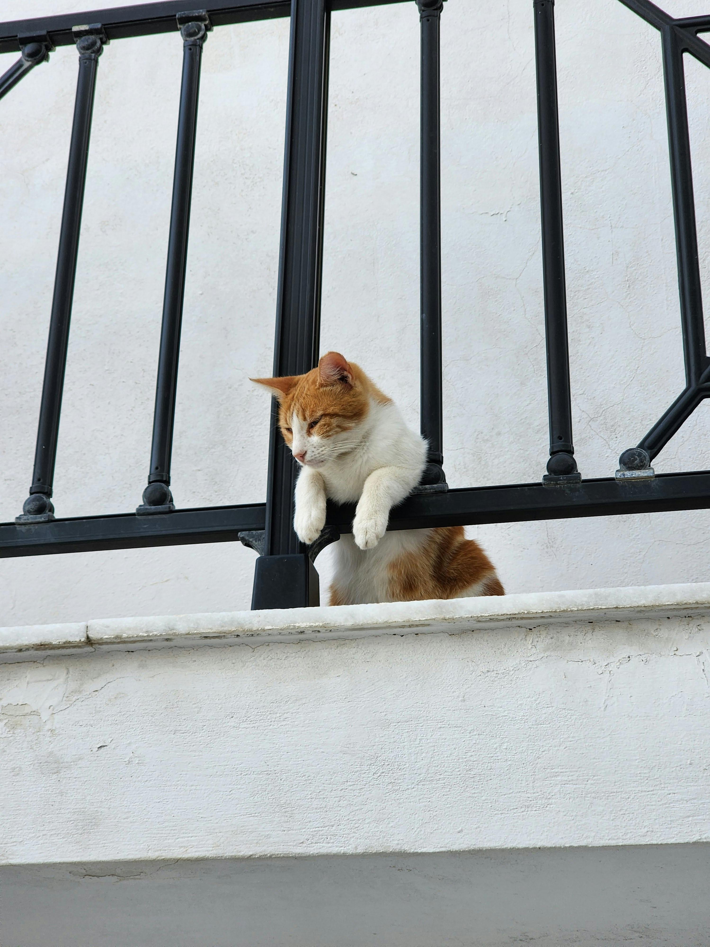 Ginger Cat Leaning on Railing · Free Stock Photo