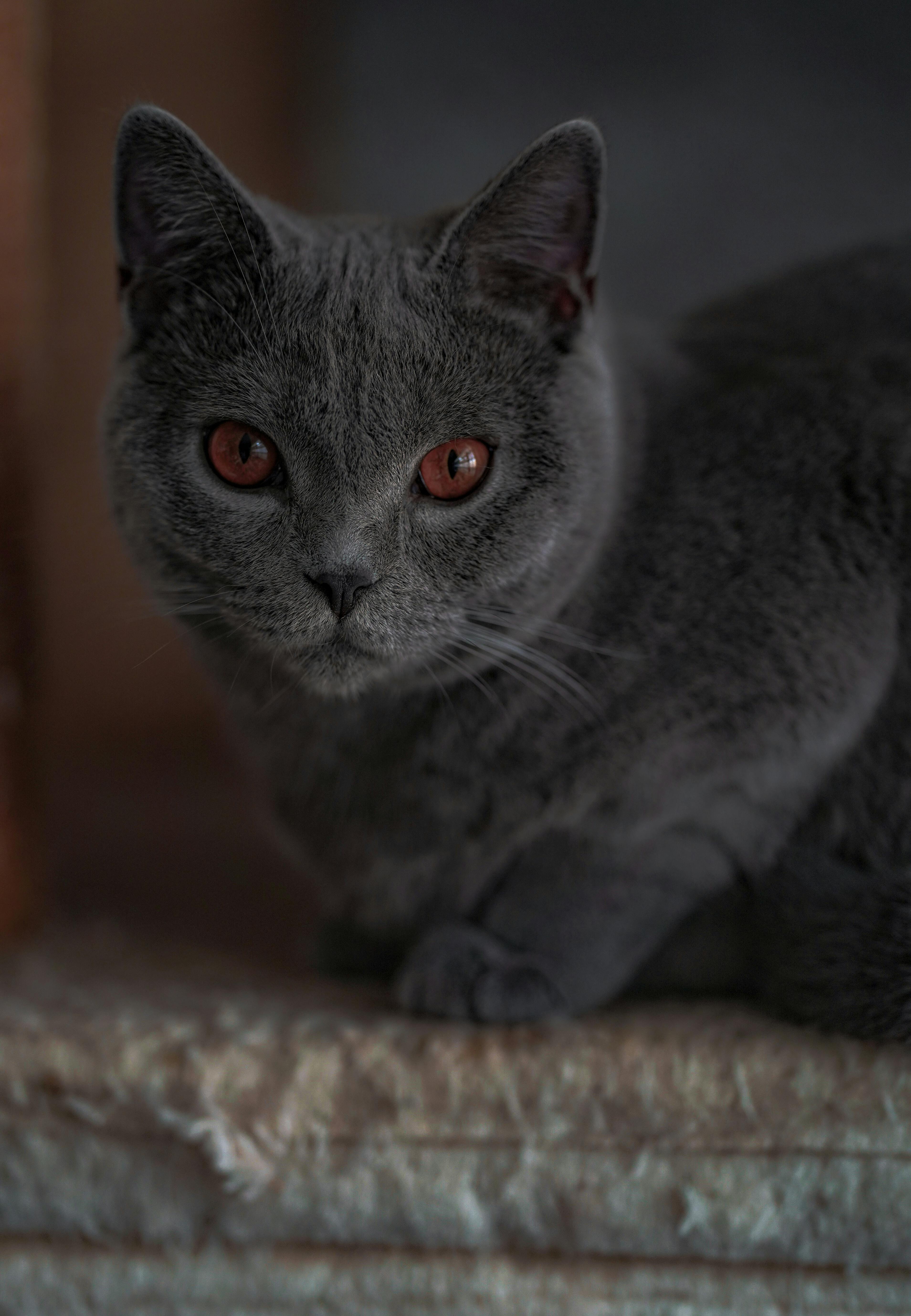 Portrait of a British Shorthair · Free Stock Photo