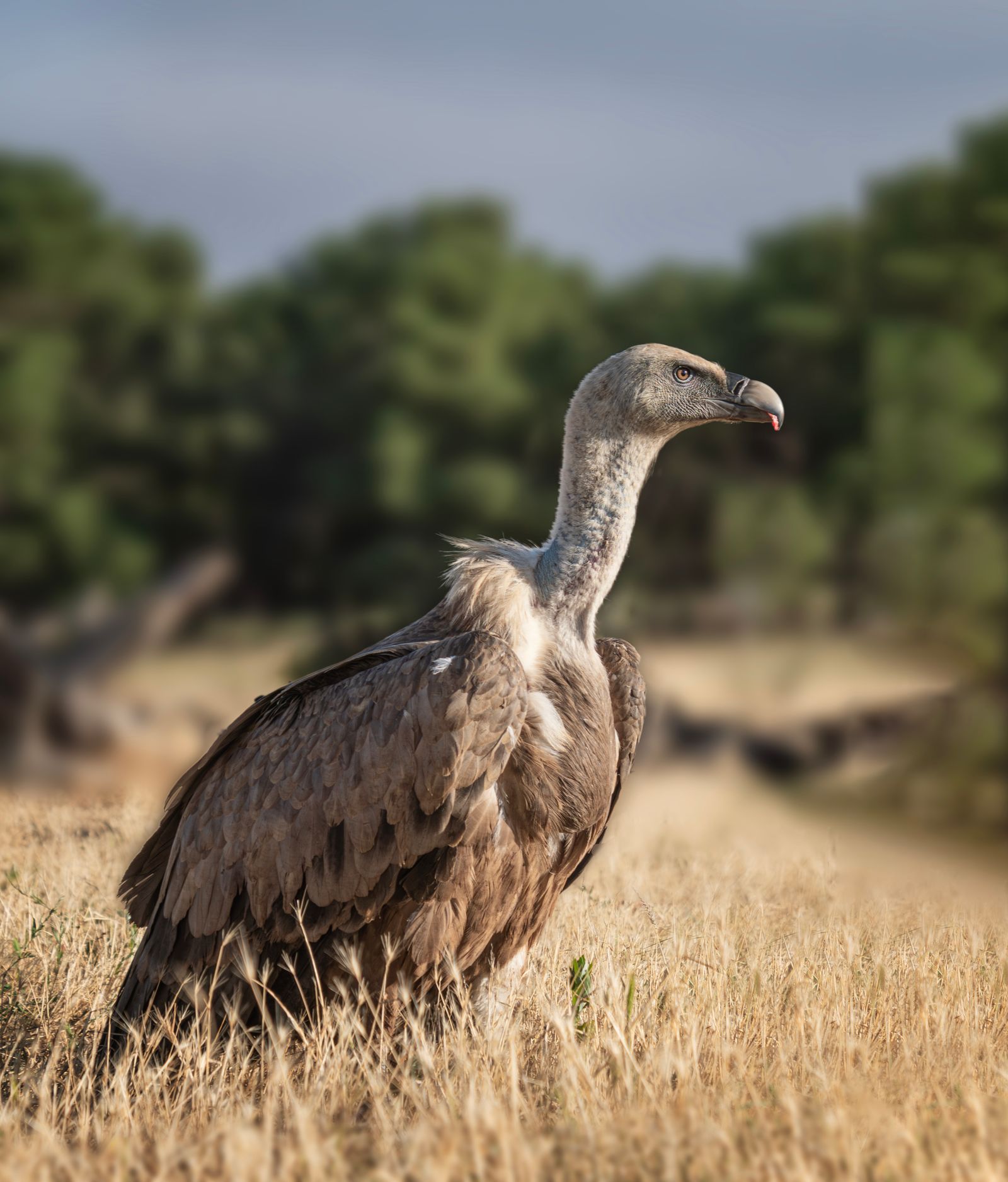 Vulture Photos, Download The BEST Free Vulture Stock Photos & HD Images