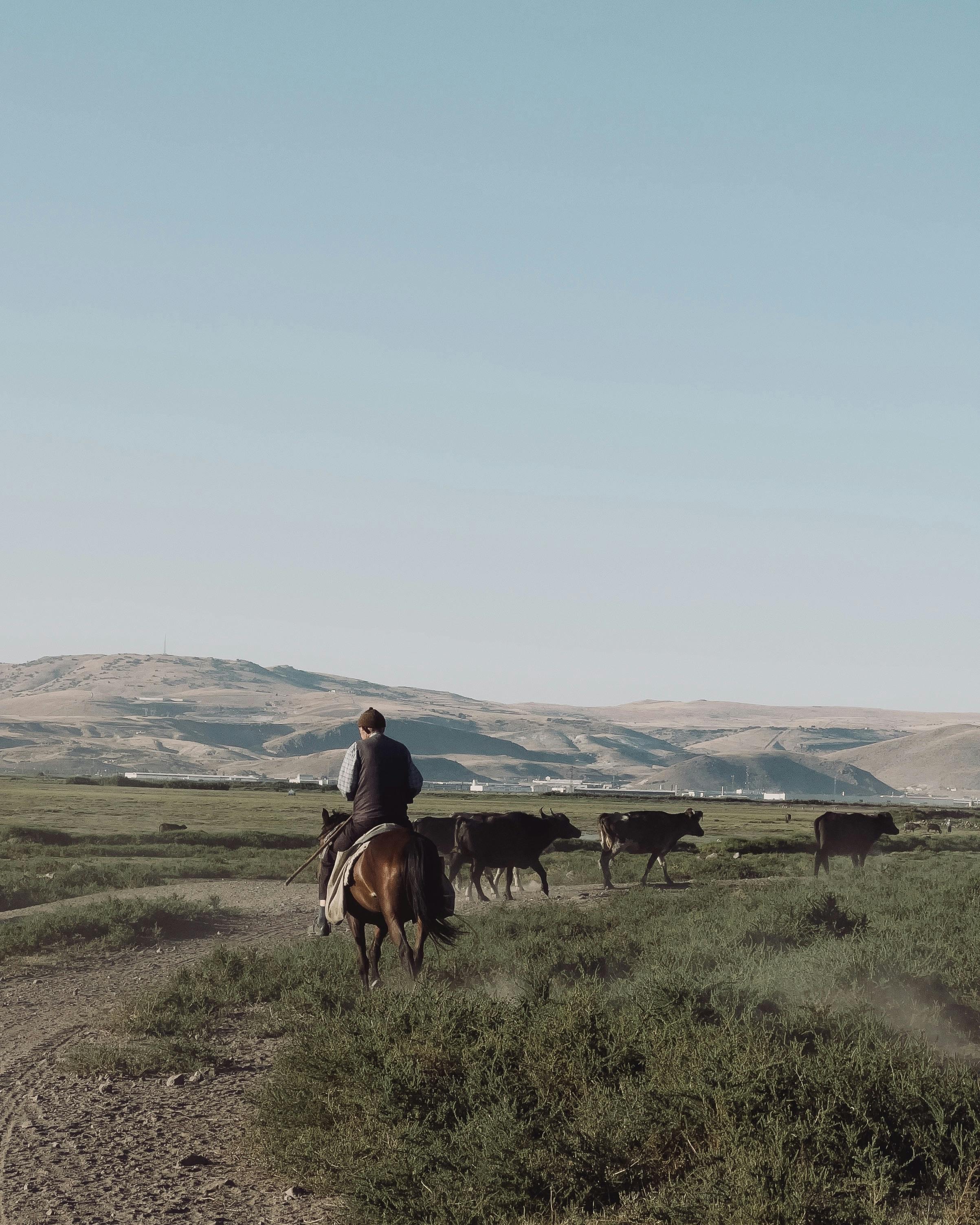 Back View of a Man on a Horse behind a Cattle Herd on a Pasture · Free ...
