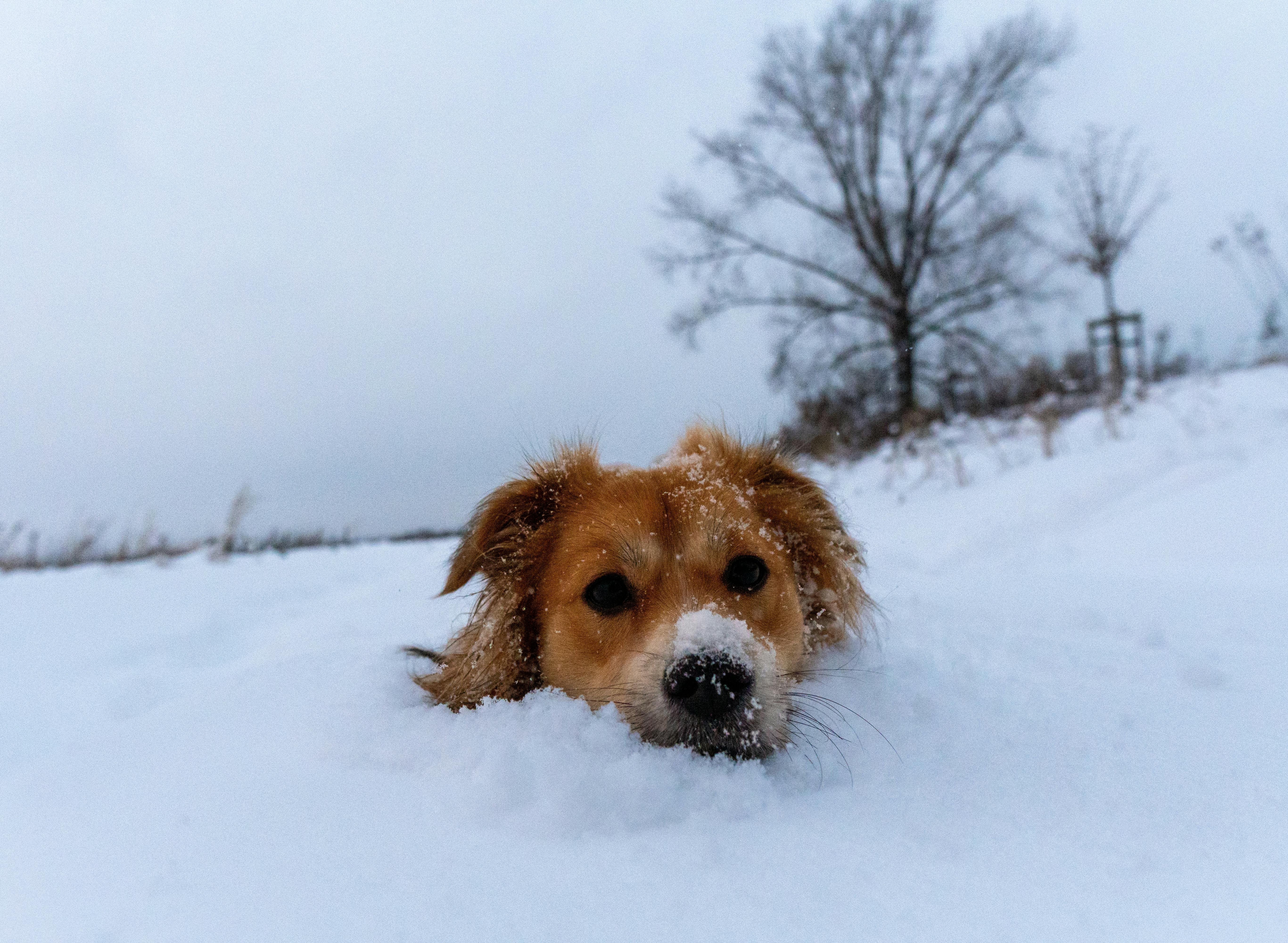 A dog is laying in the snow with its head sticking out · Free Stock Photo